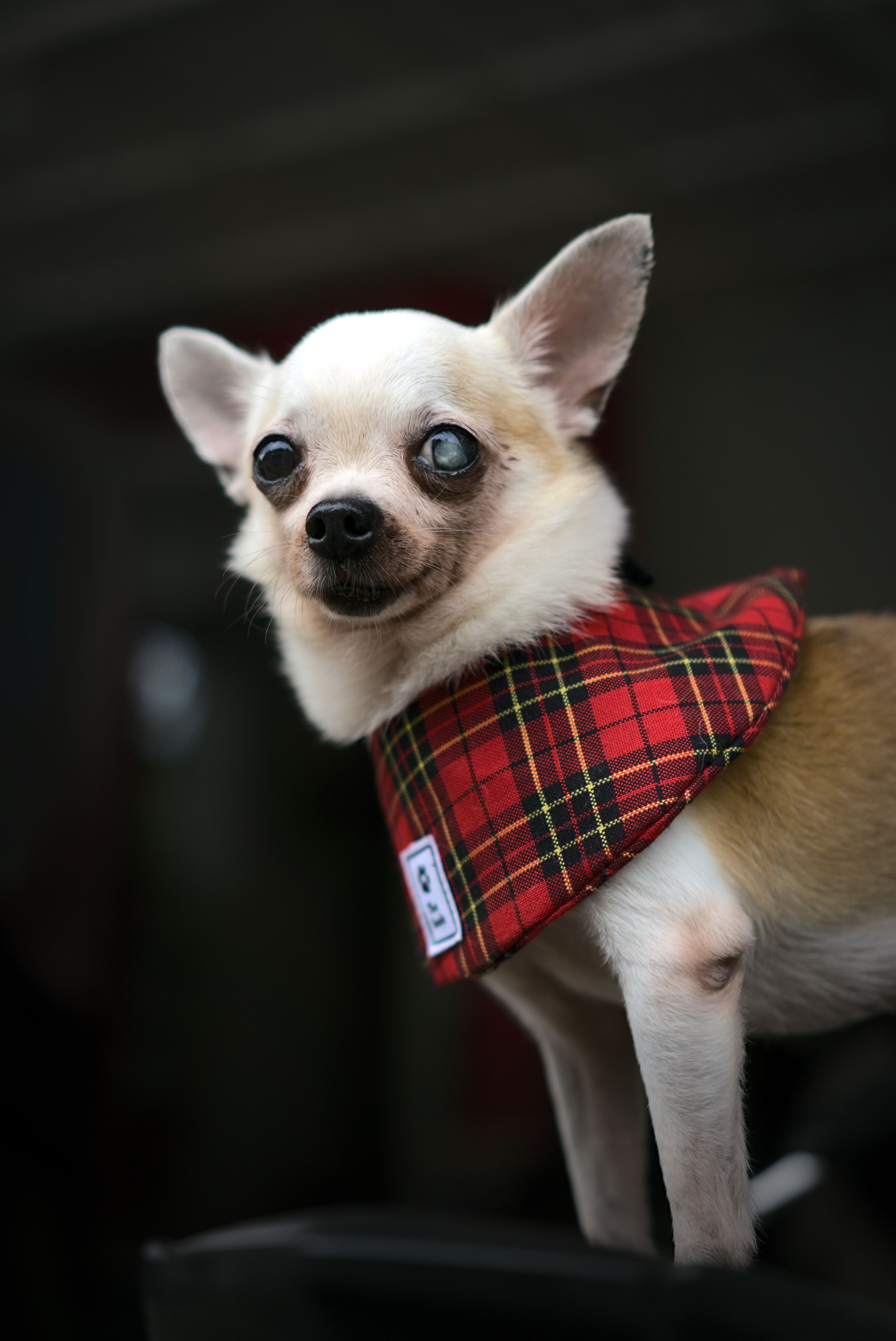 Dog Wearing Red Scarf · Free Stock Photo