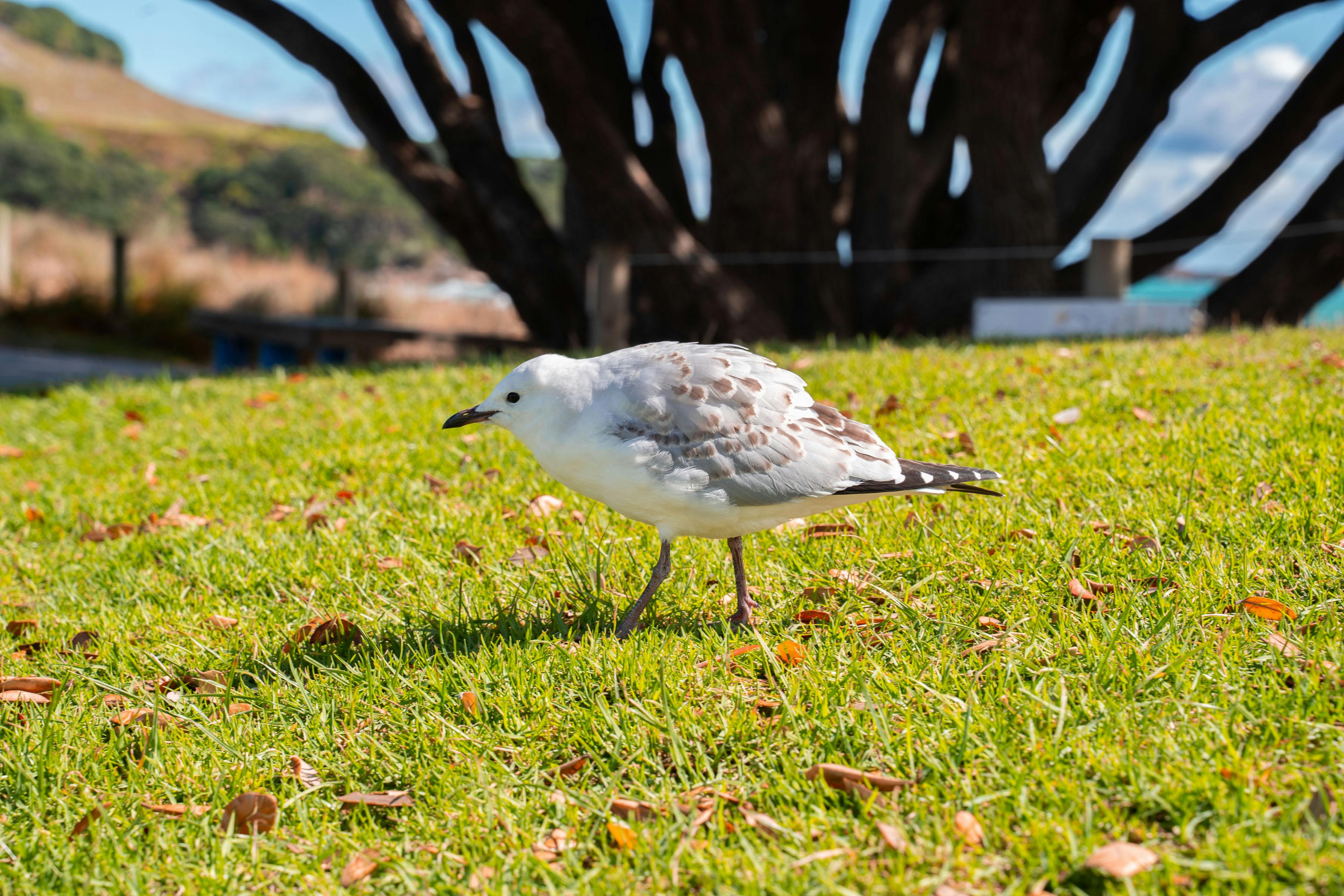 A Gull Near Water Splash · Free Stock Photo