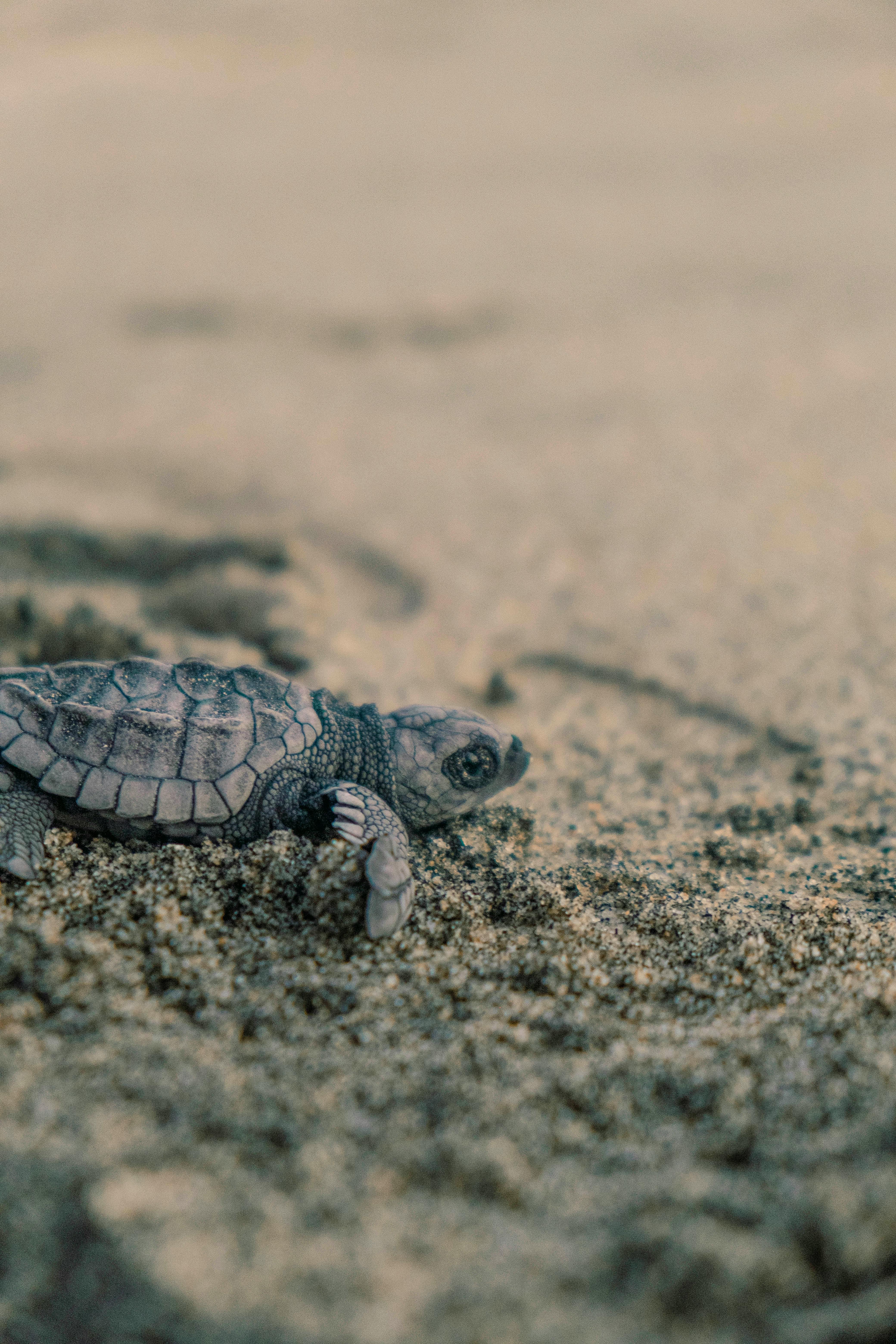 Turtle Hatch Photos, Download The BEST Free Turtle Hatch Stock Photos ...