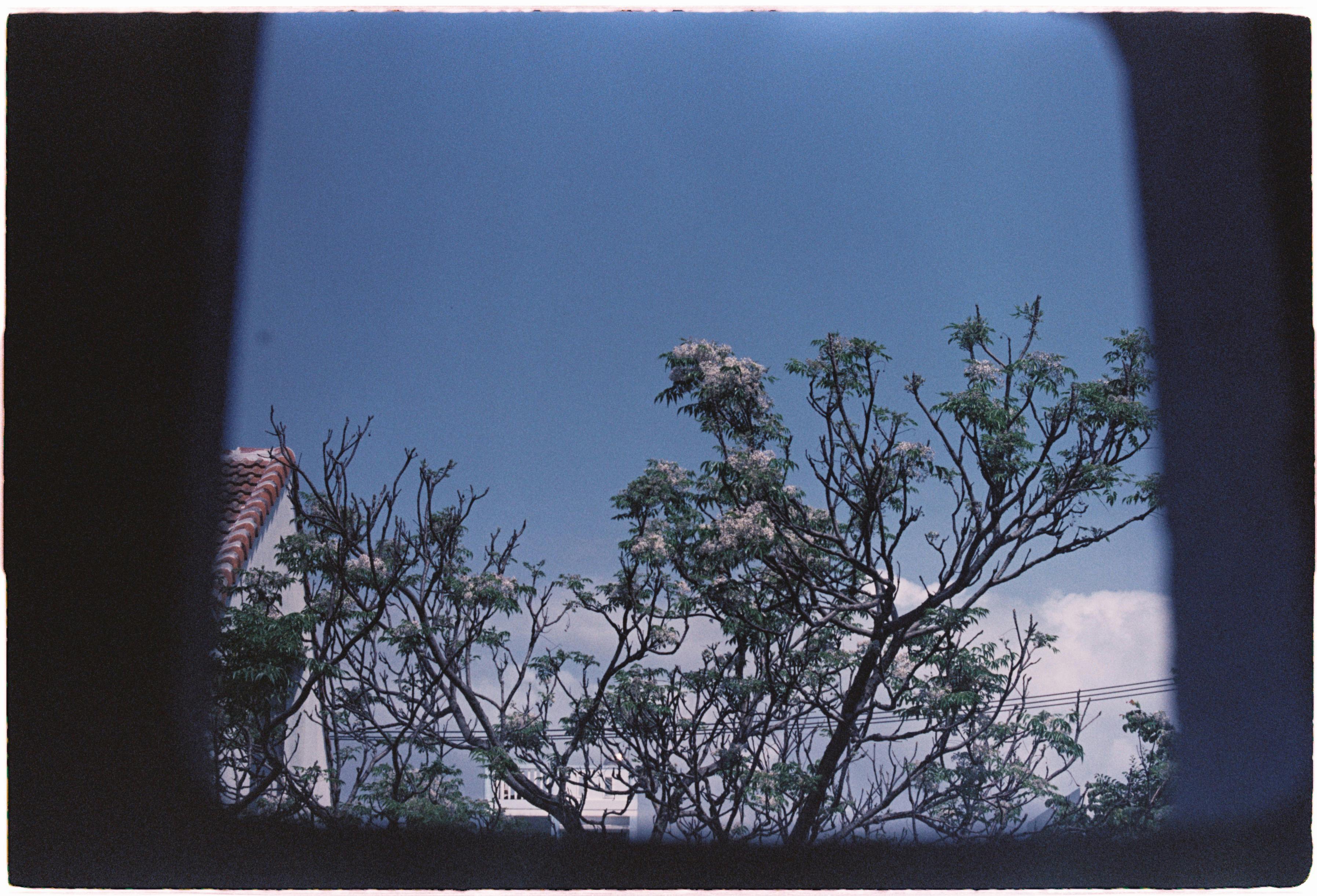 Green Trees Through a Window · Free Stock Photo