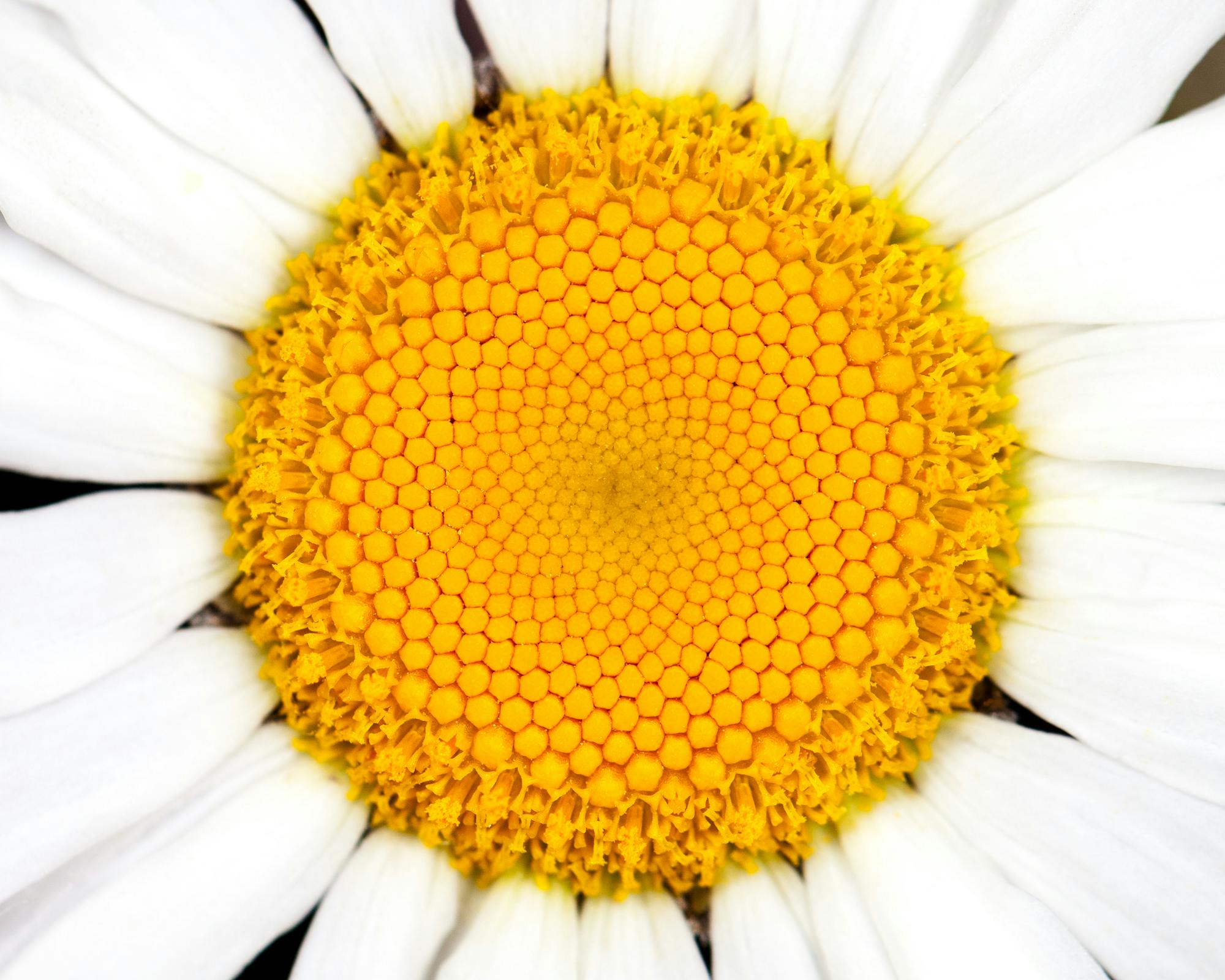 Free stock photo of daisy, Fibonacci, flower