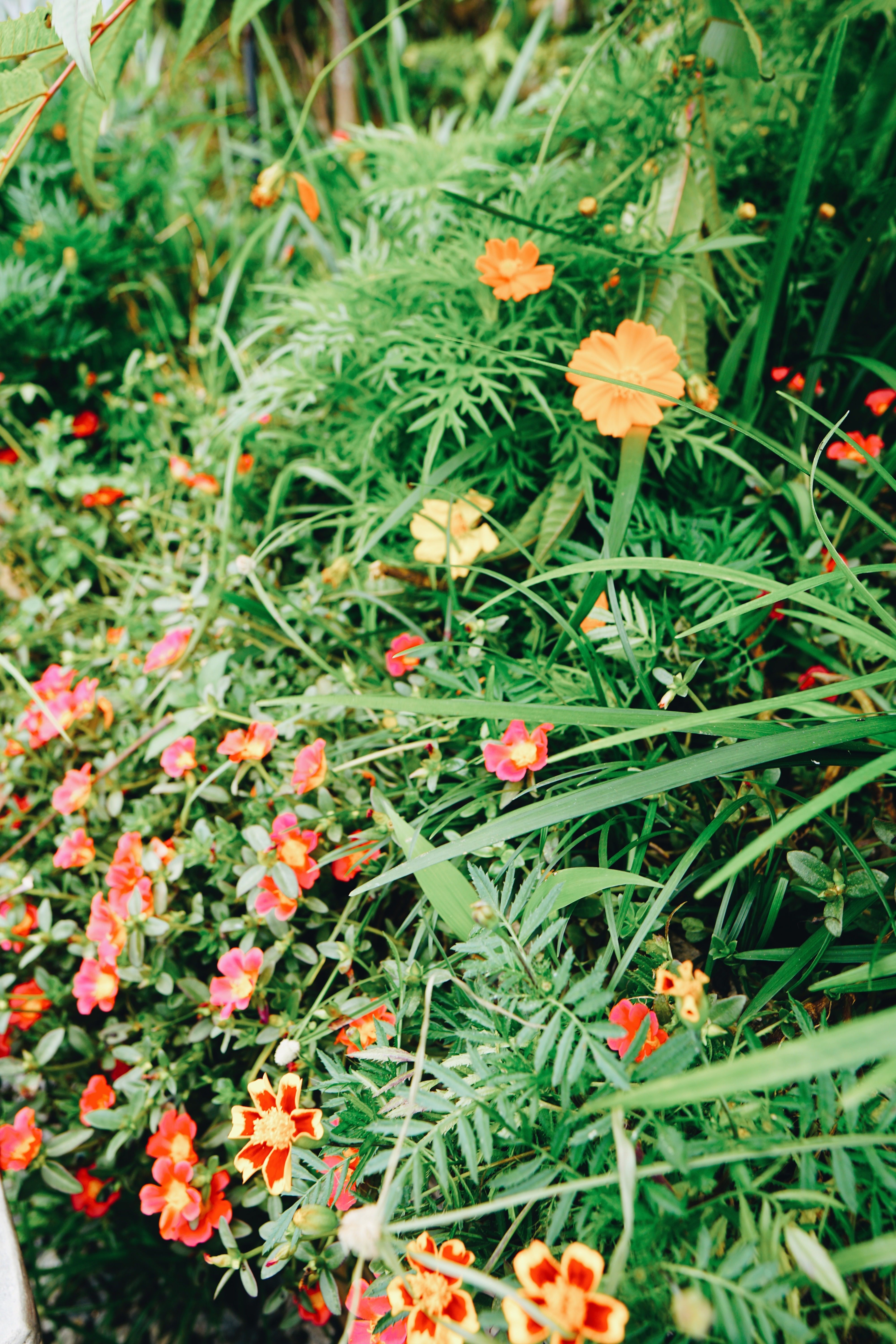 Beautiful Flowers on Green Grass · Free Stock Photo