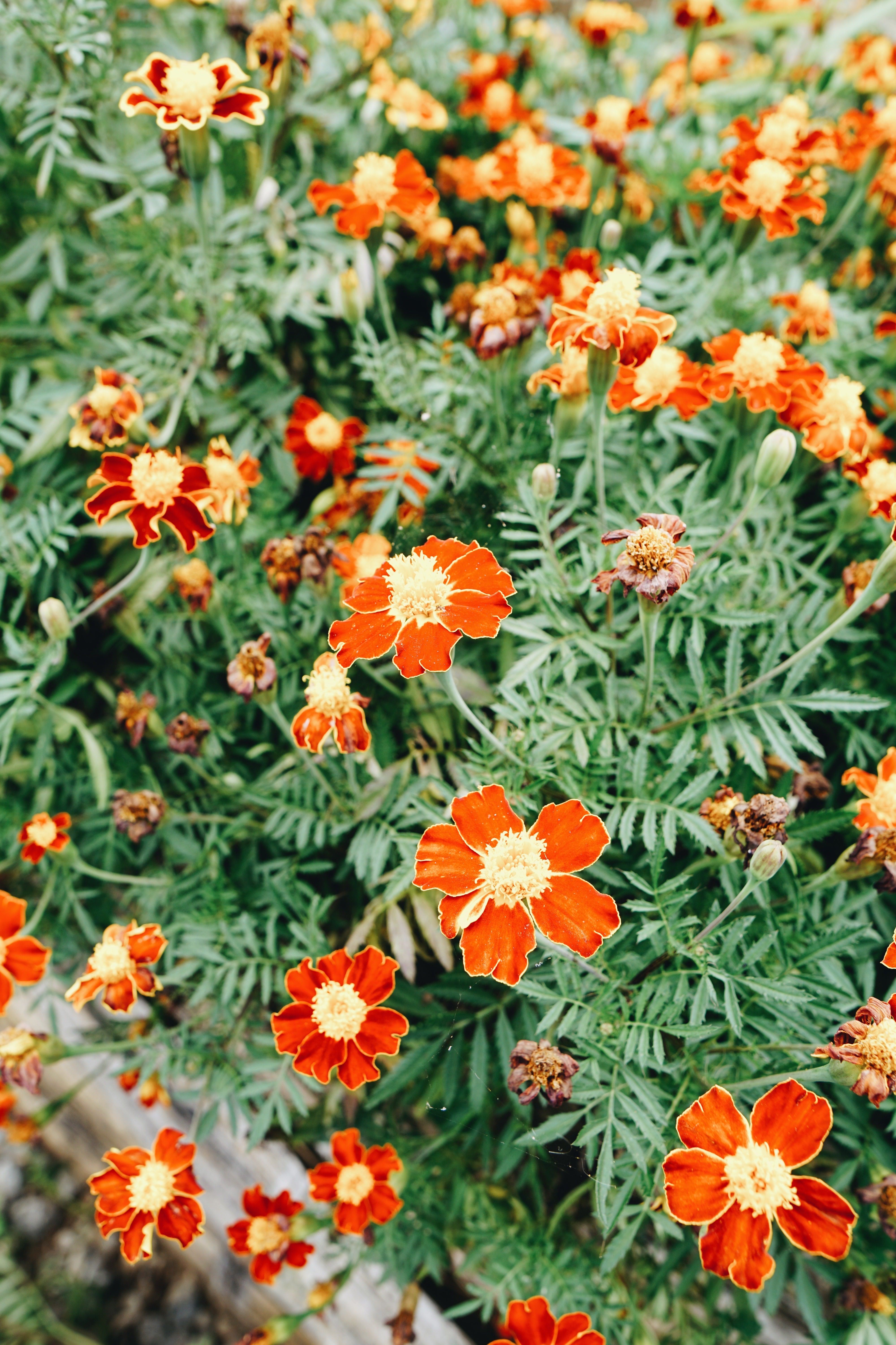 Withered Plants Photos, Download The BEST Free Withered Plants Stock ...