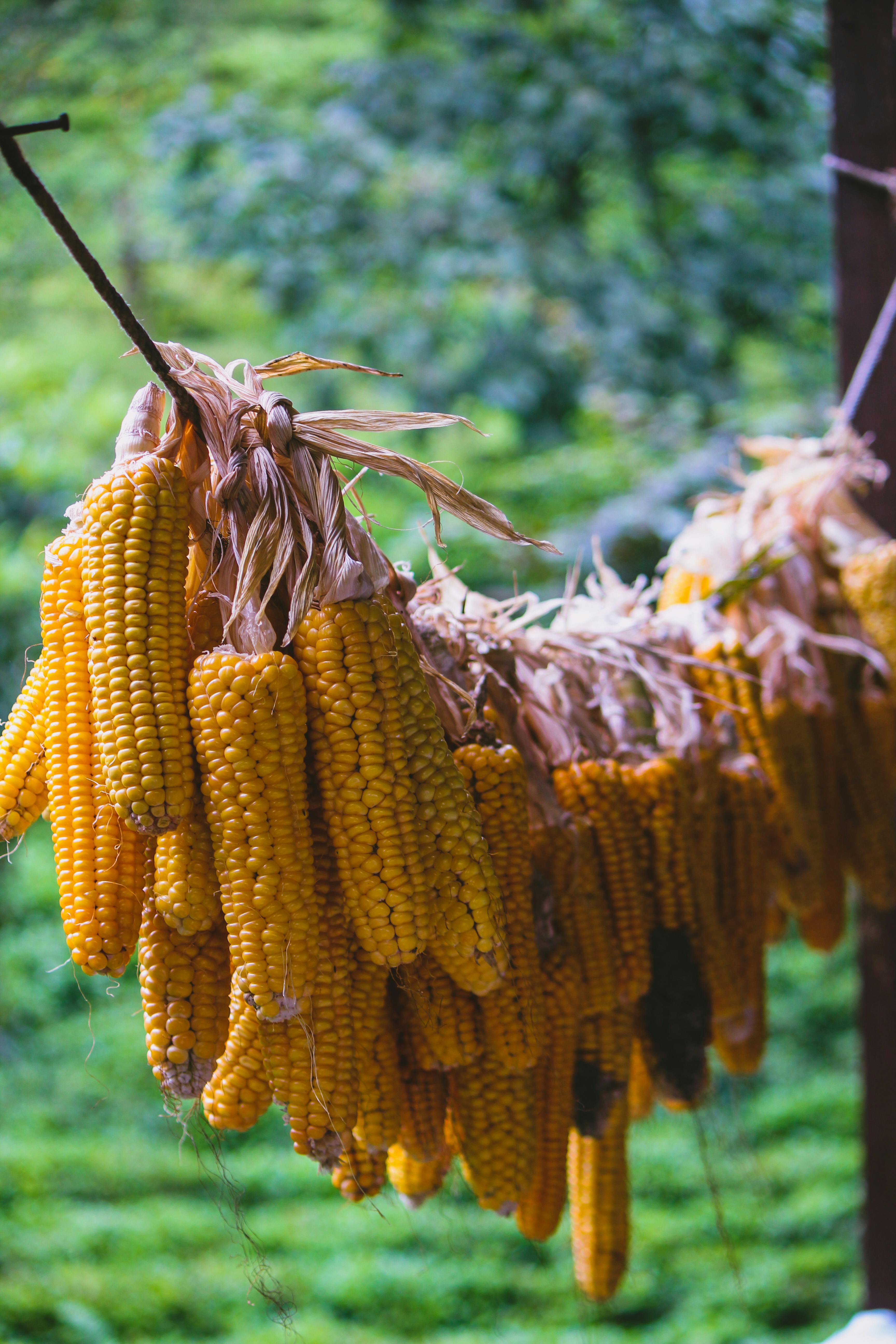 Orange Corn Kernels · Free Stock Photo