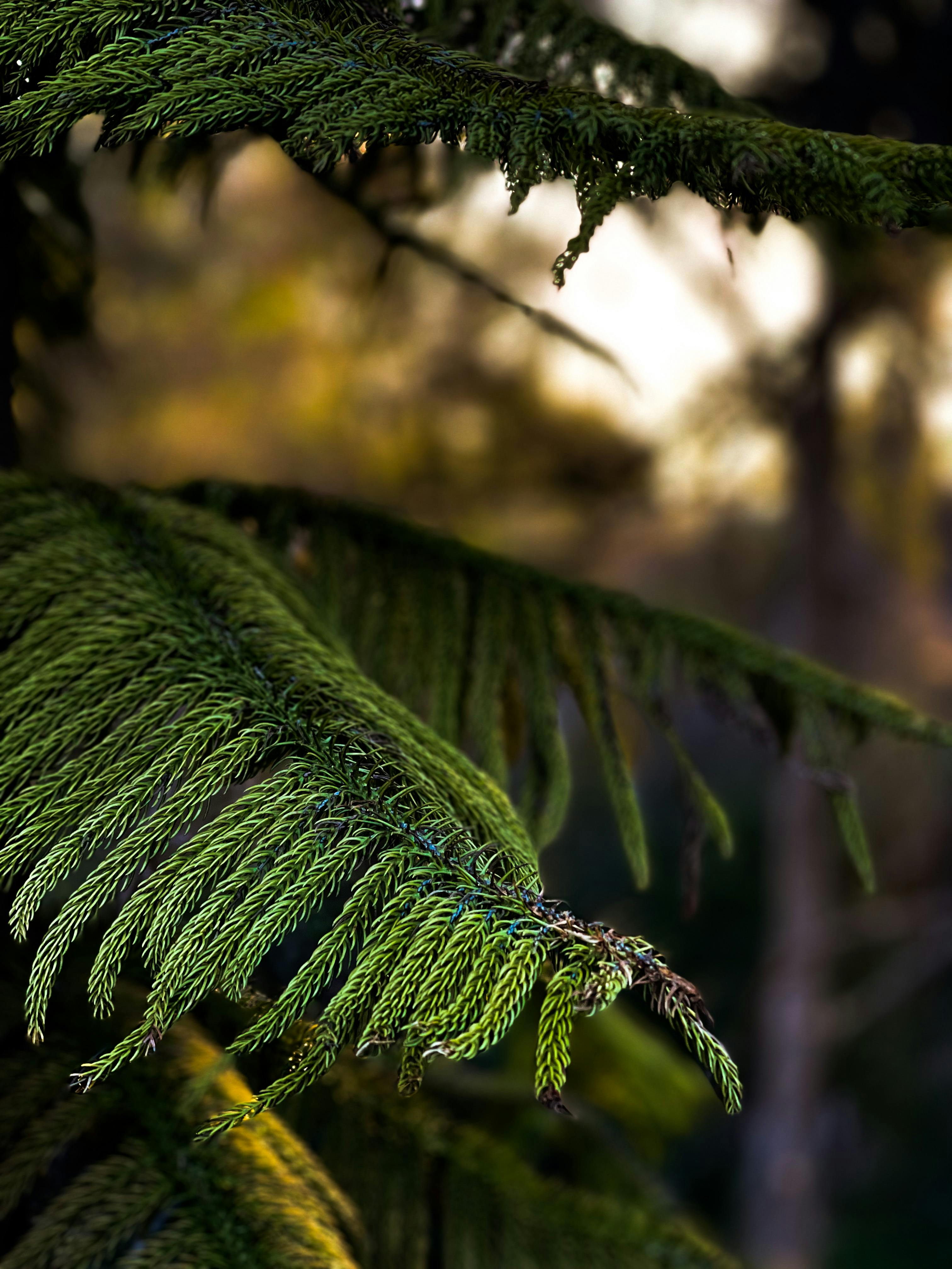 Photo of Branch of the Fir Tree · Free Stock Photo
