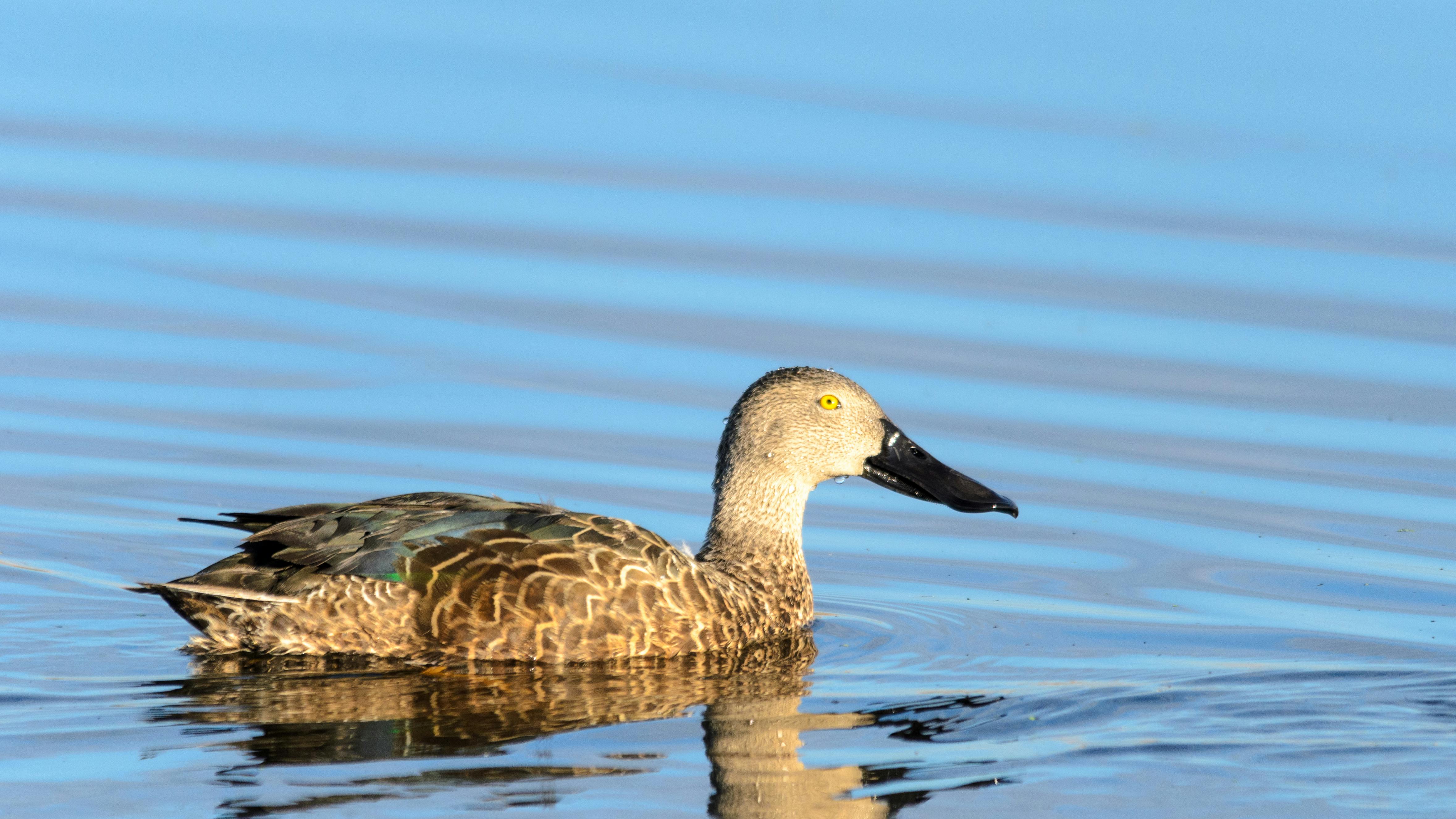 Brown White and Blue Duck · Free Stock Photo
