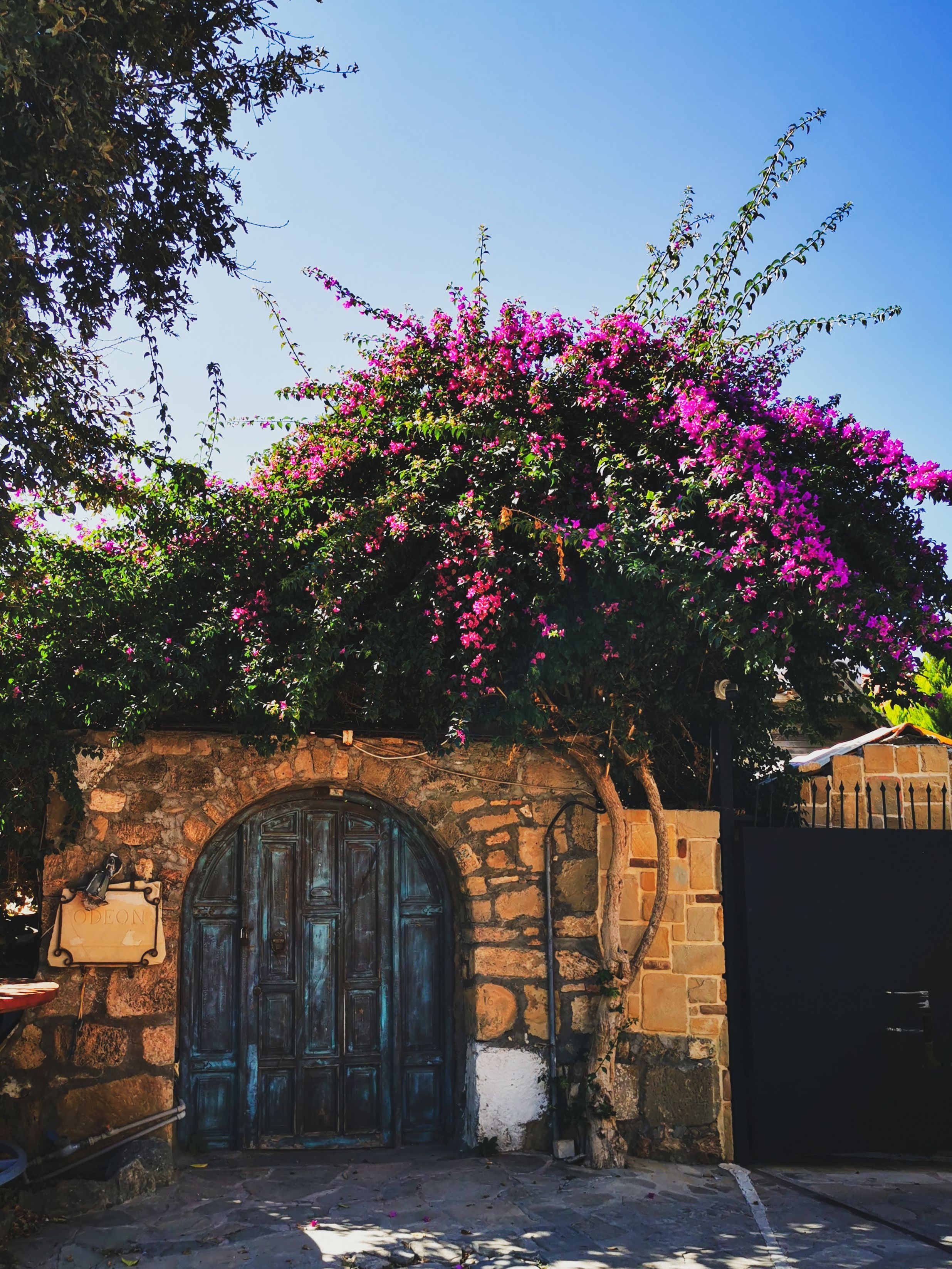 Gate and Blooming Flower Bush in Garden · Free Stock Photo