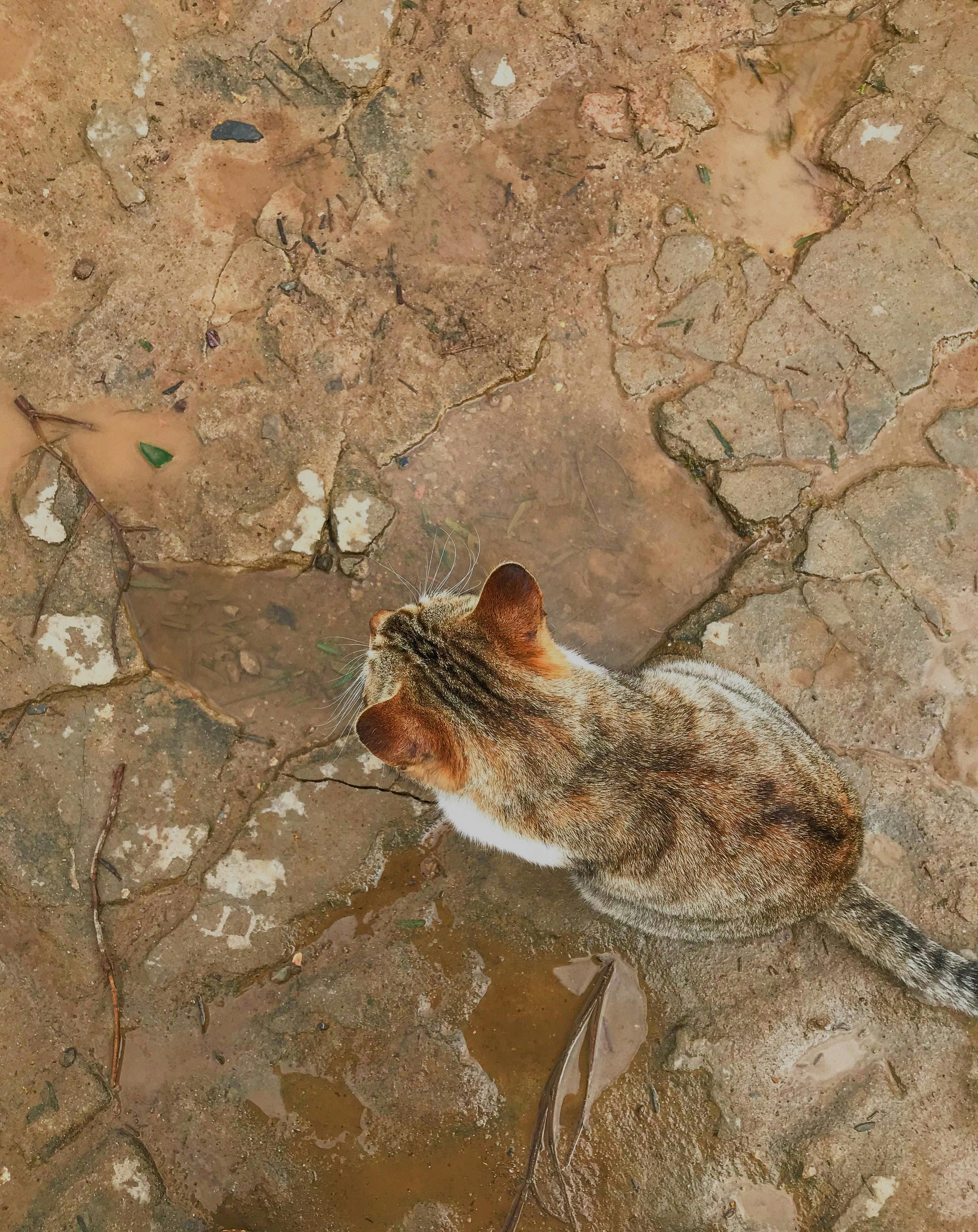 14,756+ Best Free Cat ears Stock Photos & Images · 100% Royalty-Free HD ...