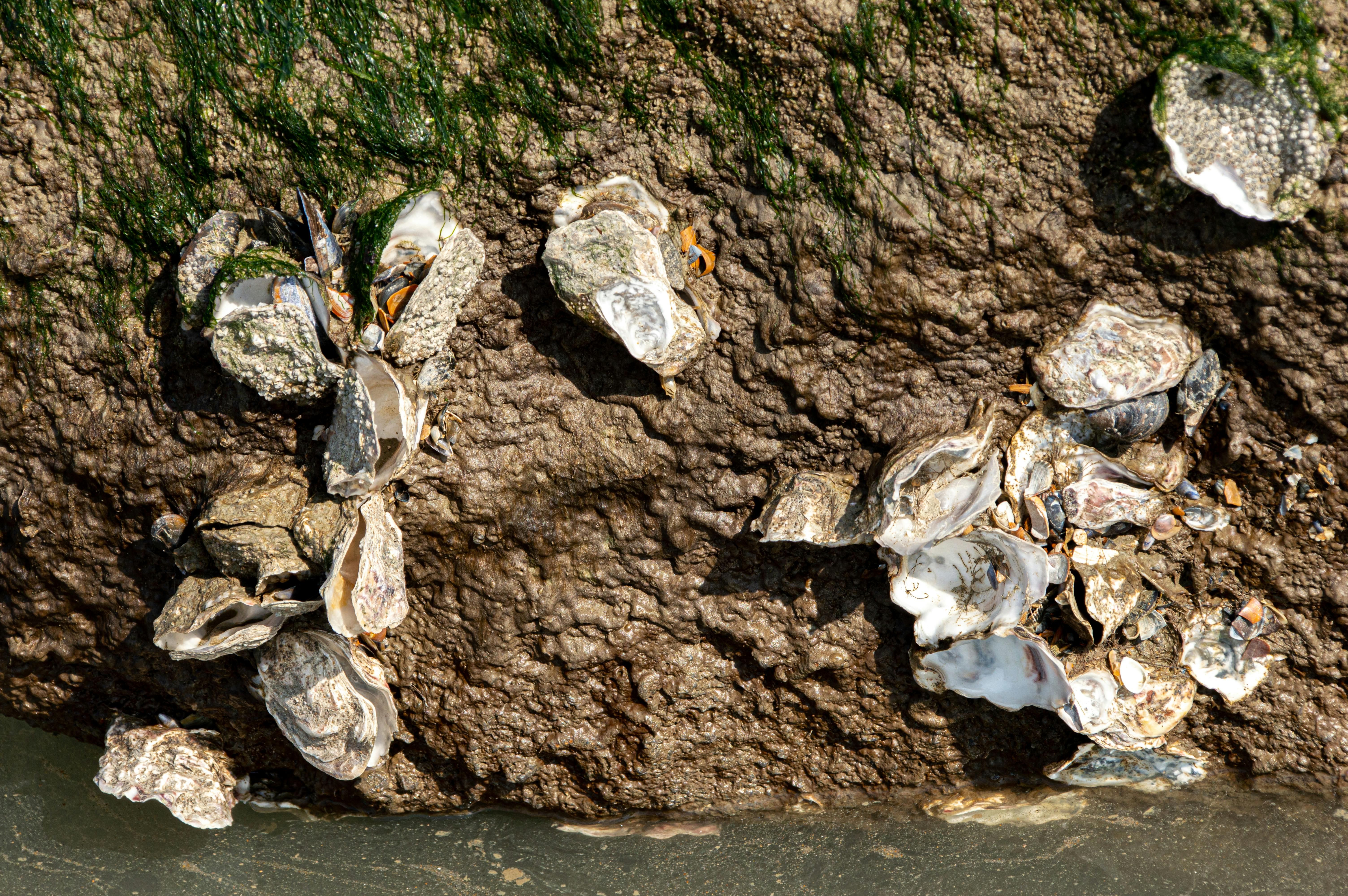 Bivalve Molluscs Photos, Download The BEST Free Bivalve Molluscs Stock ...