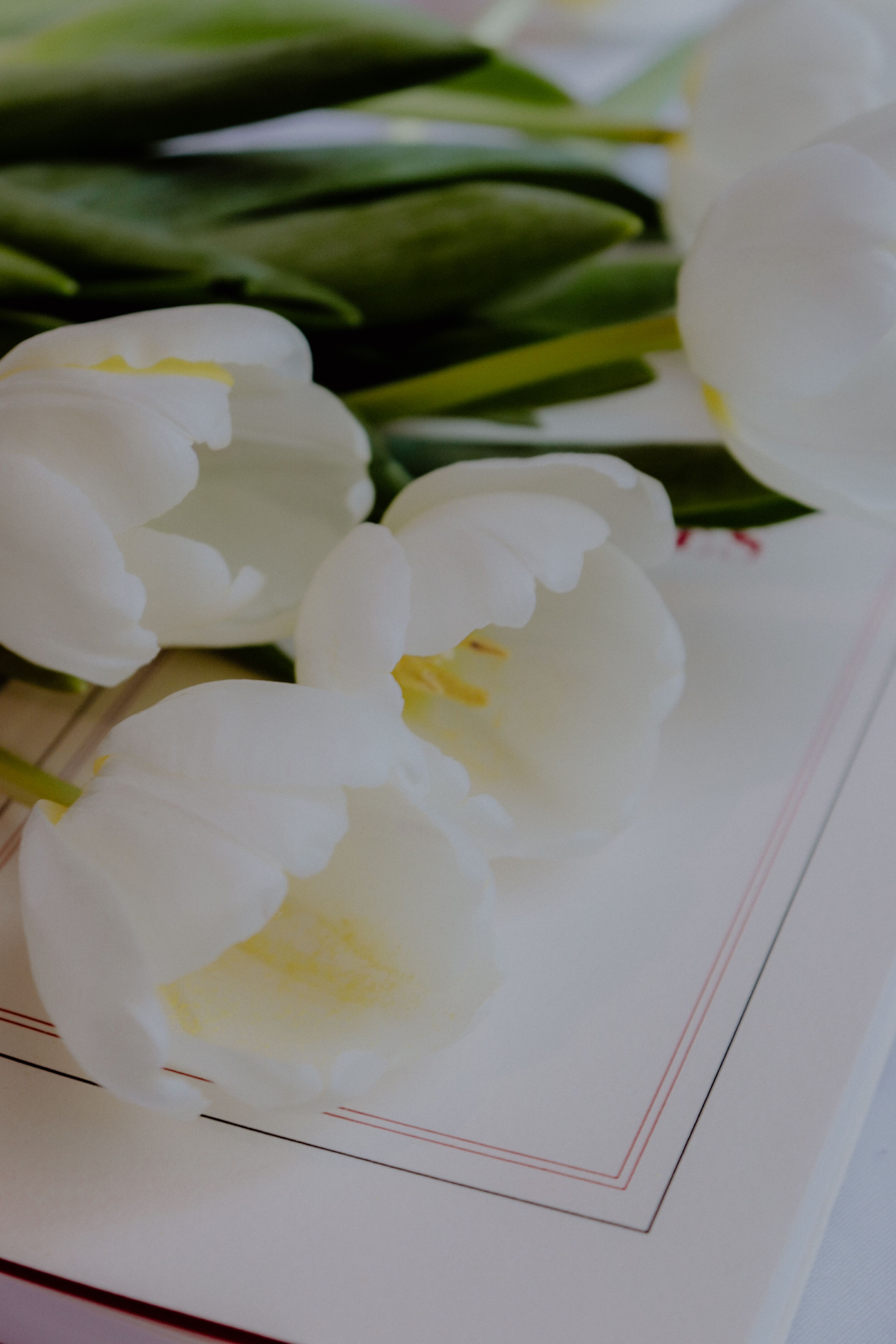 Red Tulip Flower On Book Page · Free Stock Photo