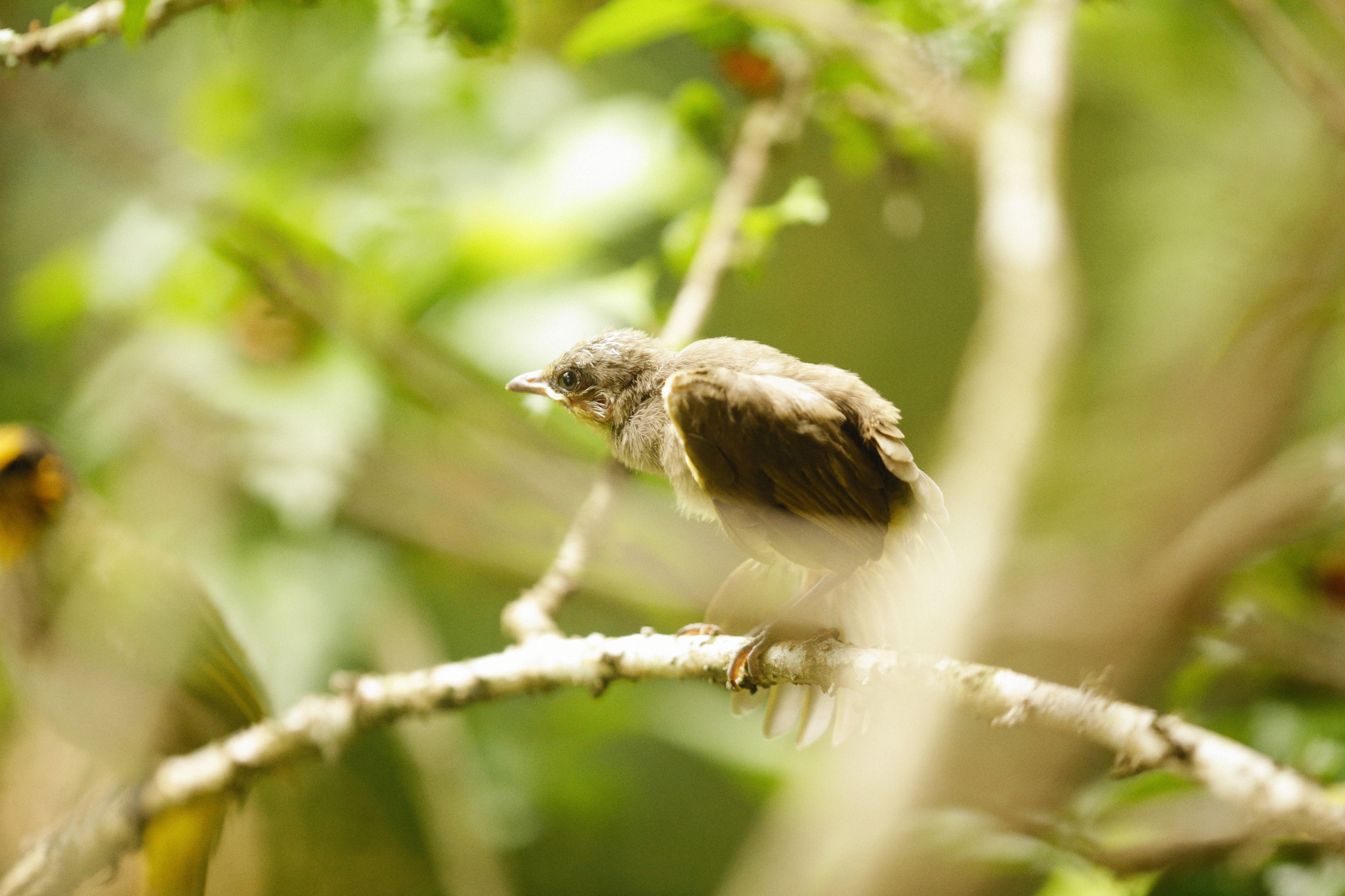 Close up of Small Bird · Free Stock Photo