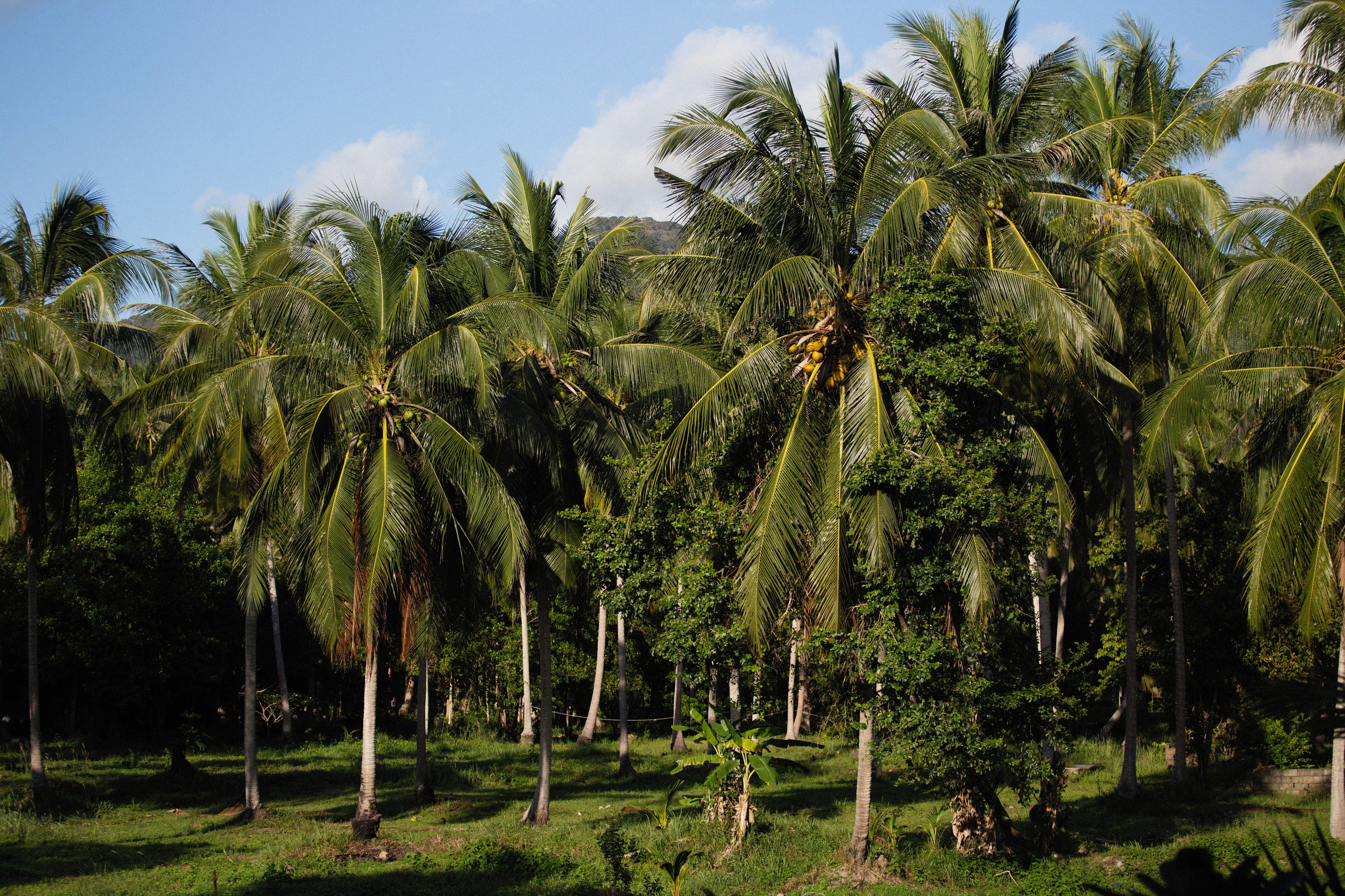 Coconut Trees Photos, Download The BEST Free Coconut Trees Stock Photos ...