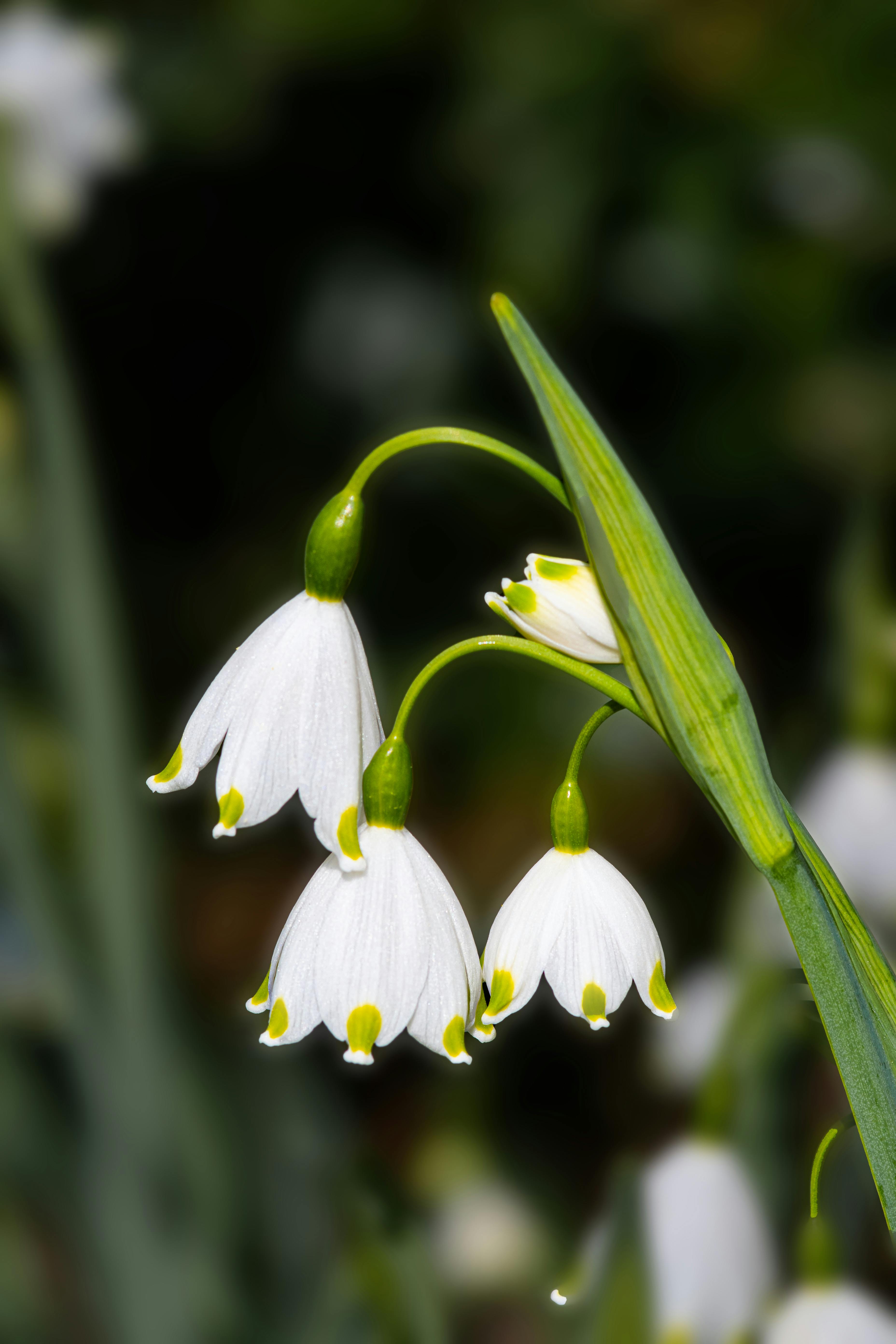 White Flowers on the Table · Free Stock Photo