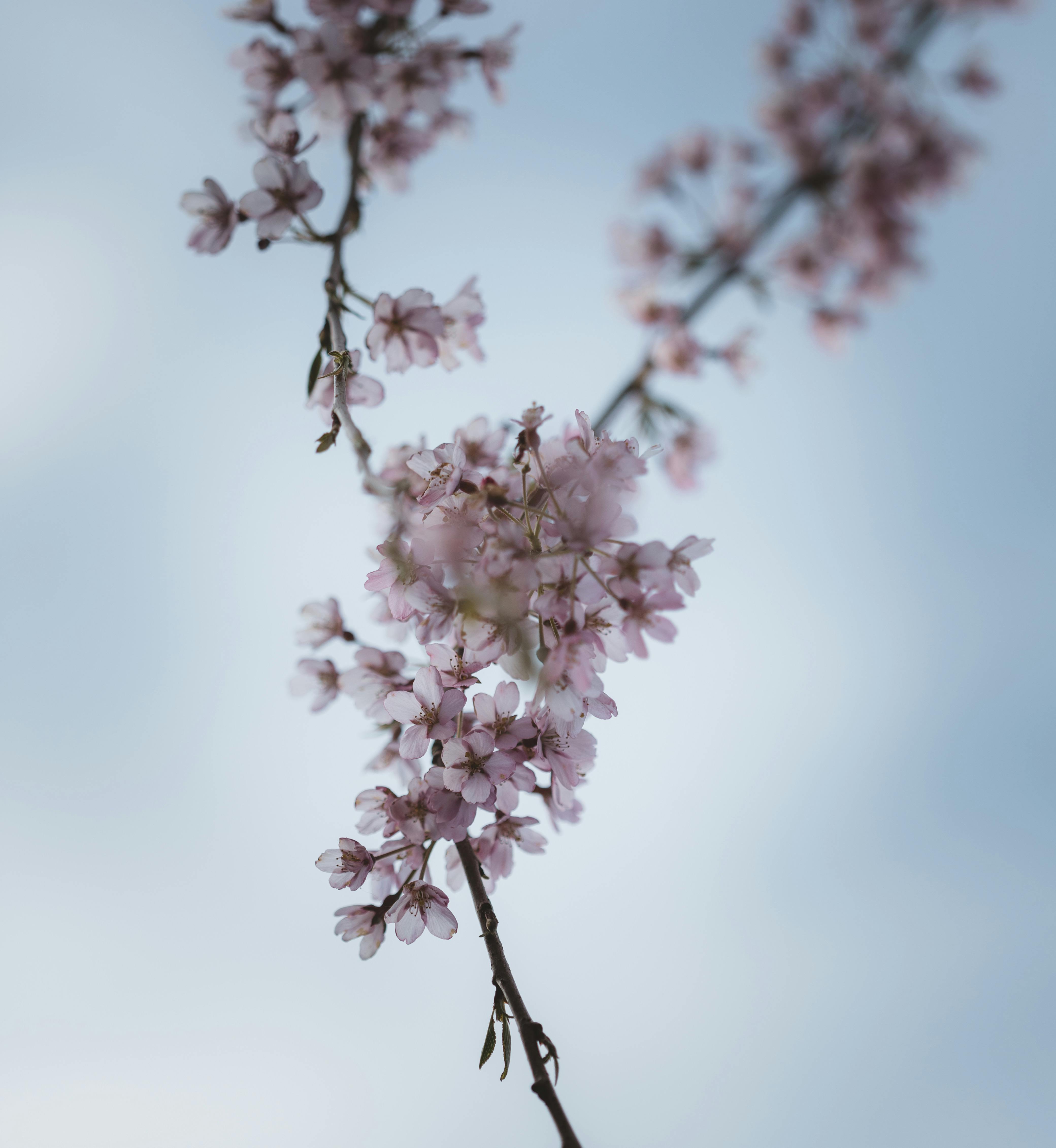 Reflection over Tree Branches with Blossoms · Free Stock Photo