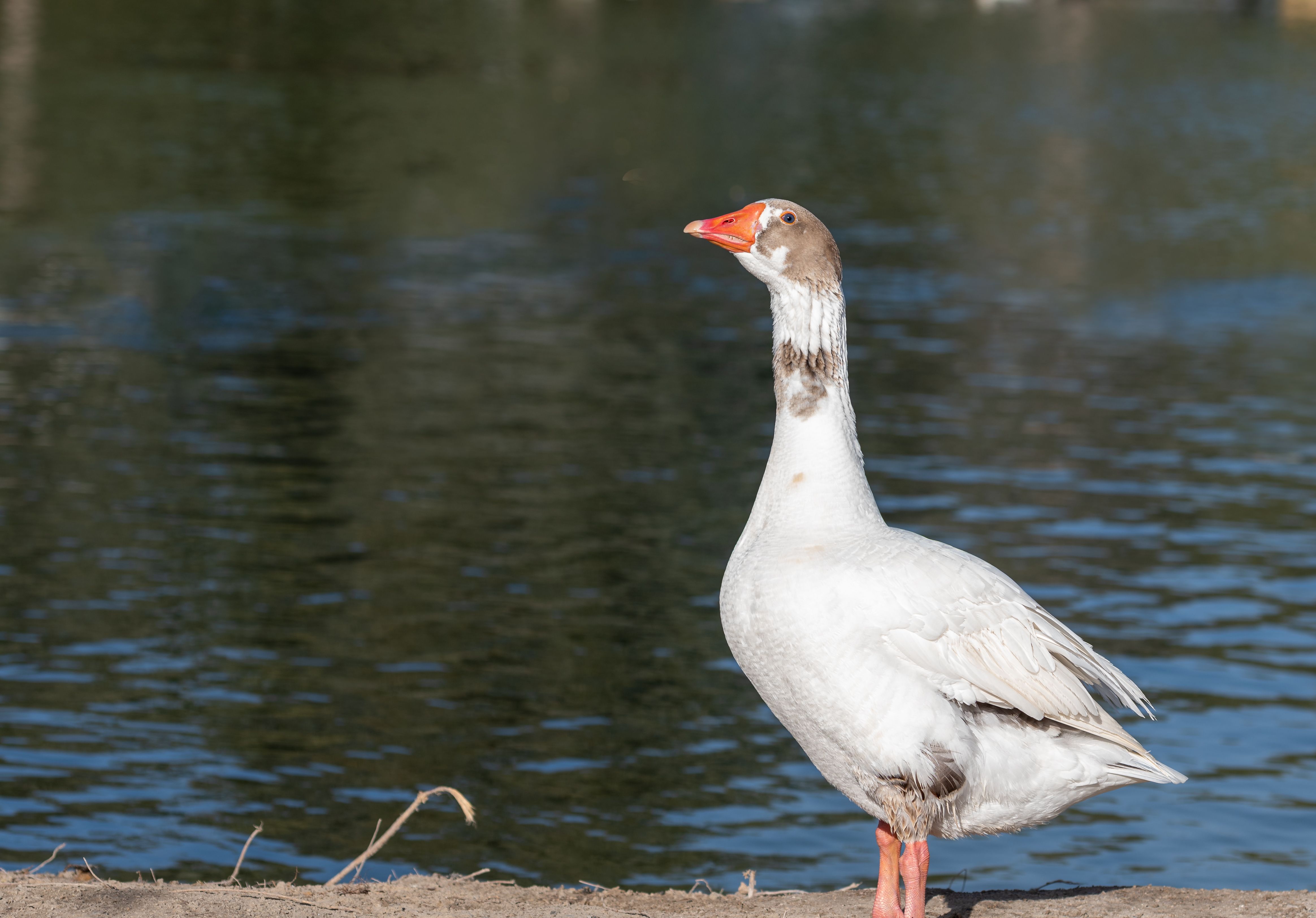 White Duck near the Lake · Free Stock Photo