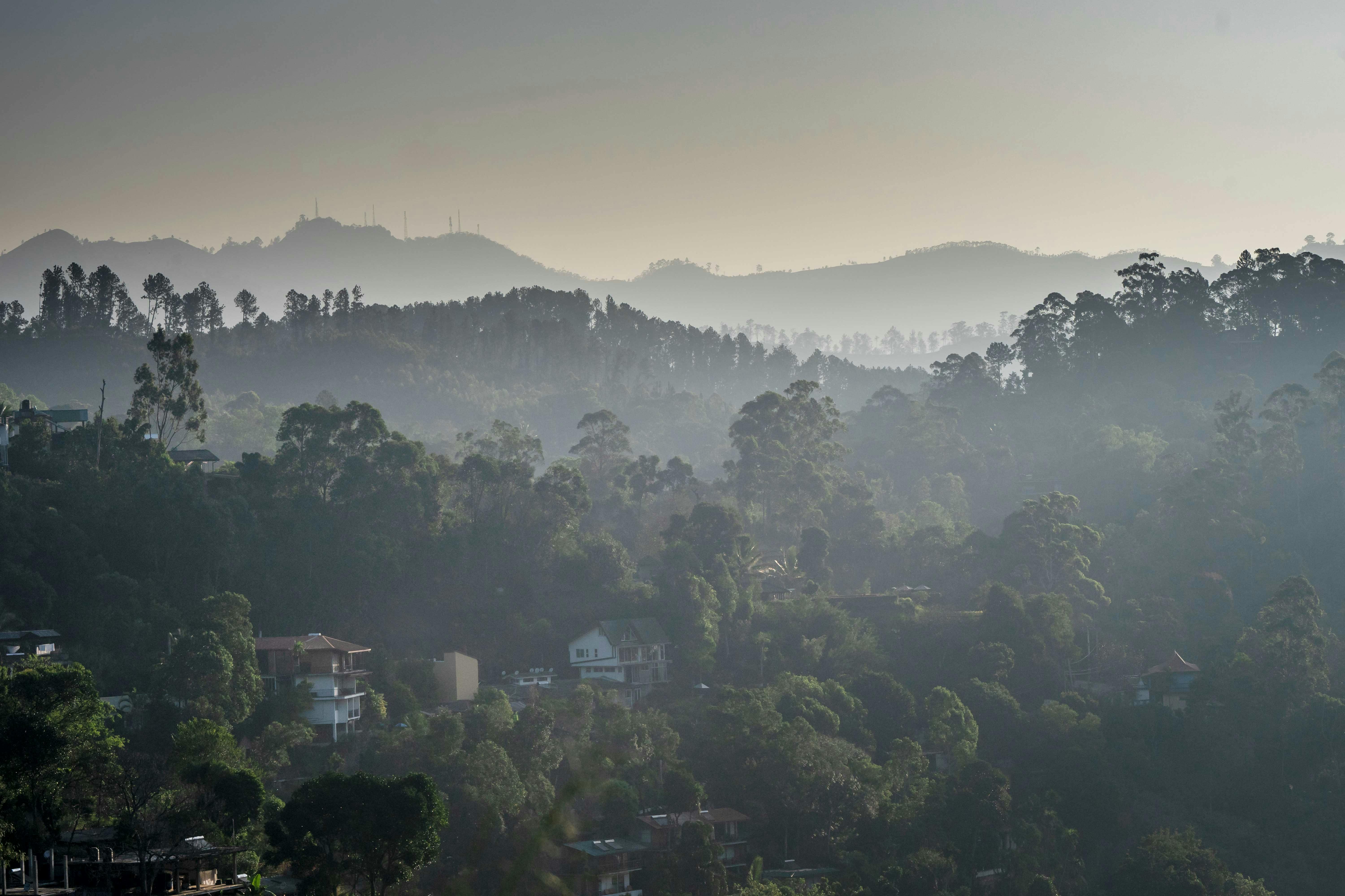 Green Trees Covered With Fog · Free Stock Photo
