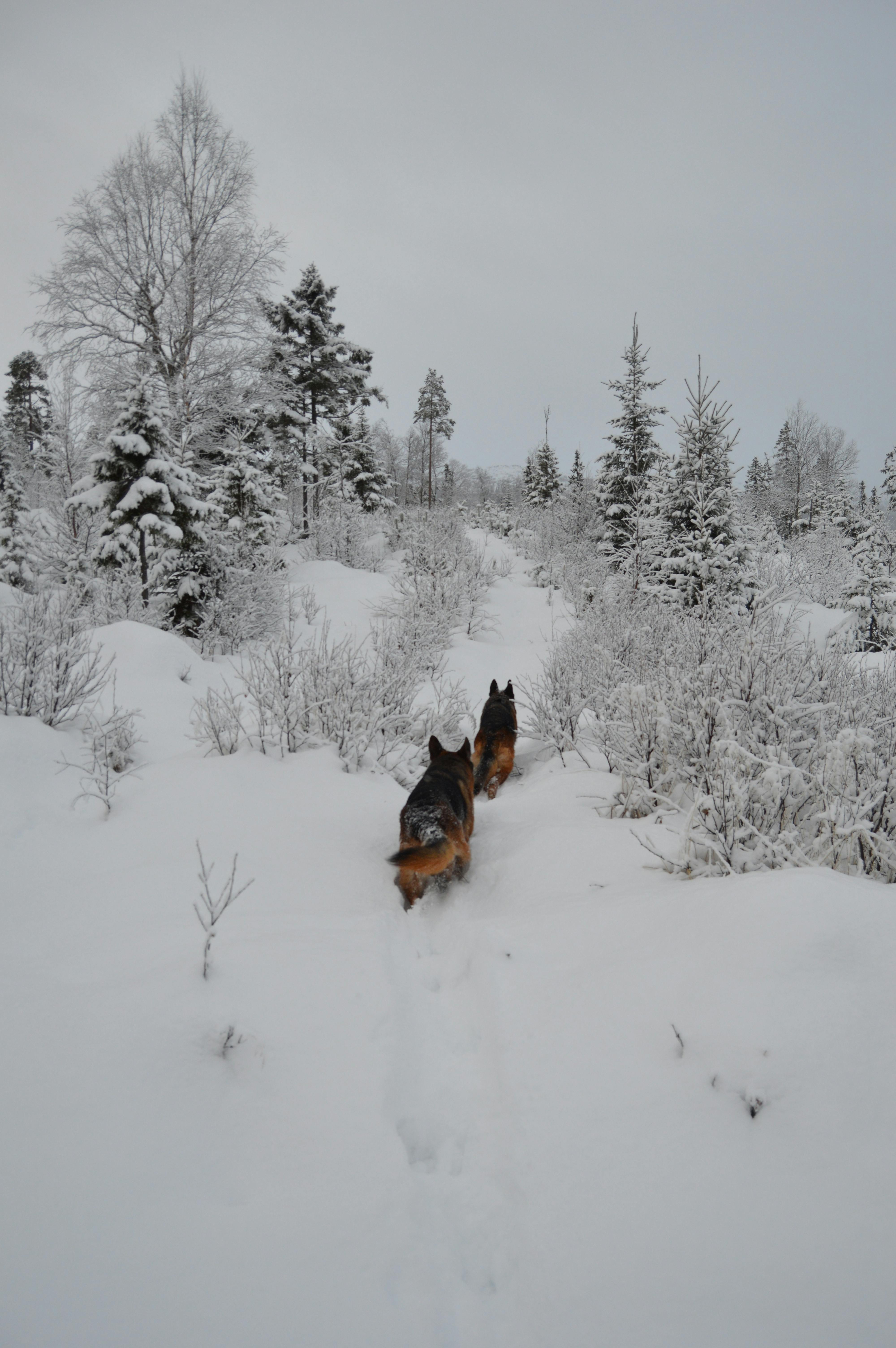 Line (Frosty) - 写真