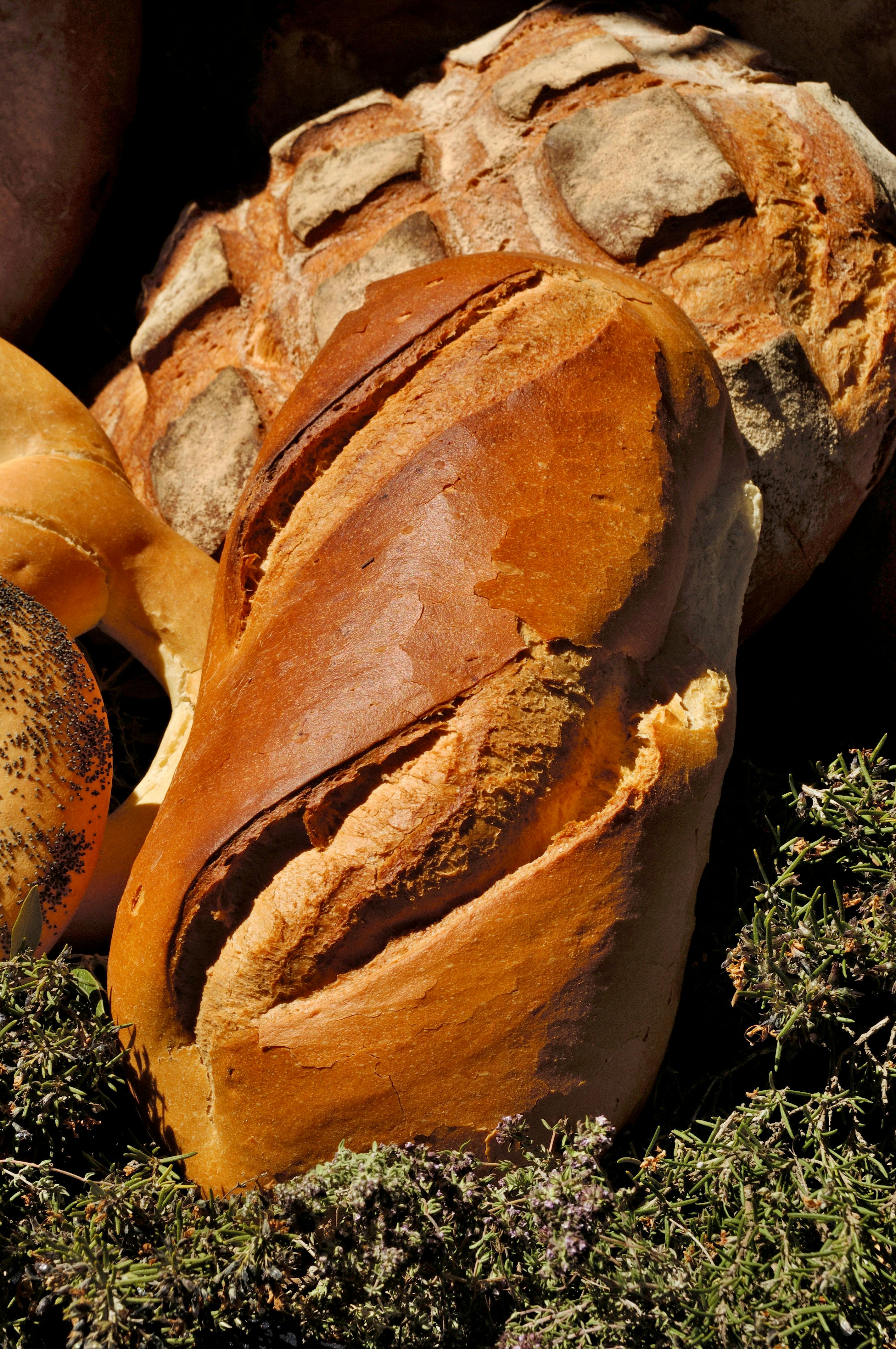 Fresh Crunchy Bread on Moss · Free Stock Photo