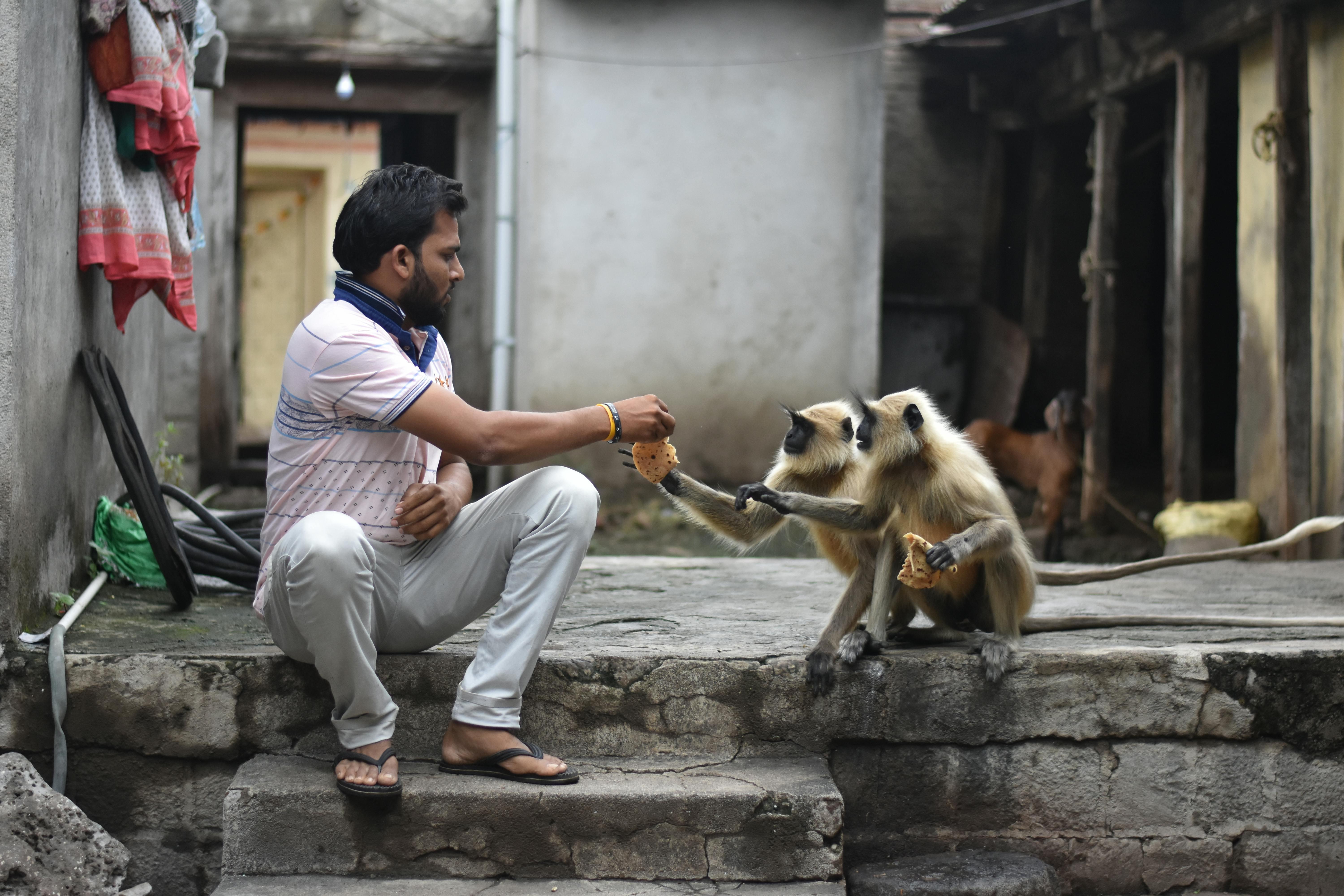 A Man Feeding Monkeys · Free Stock Photo