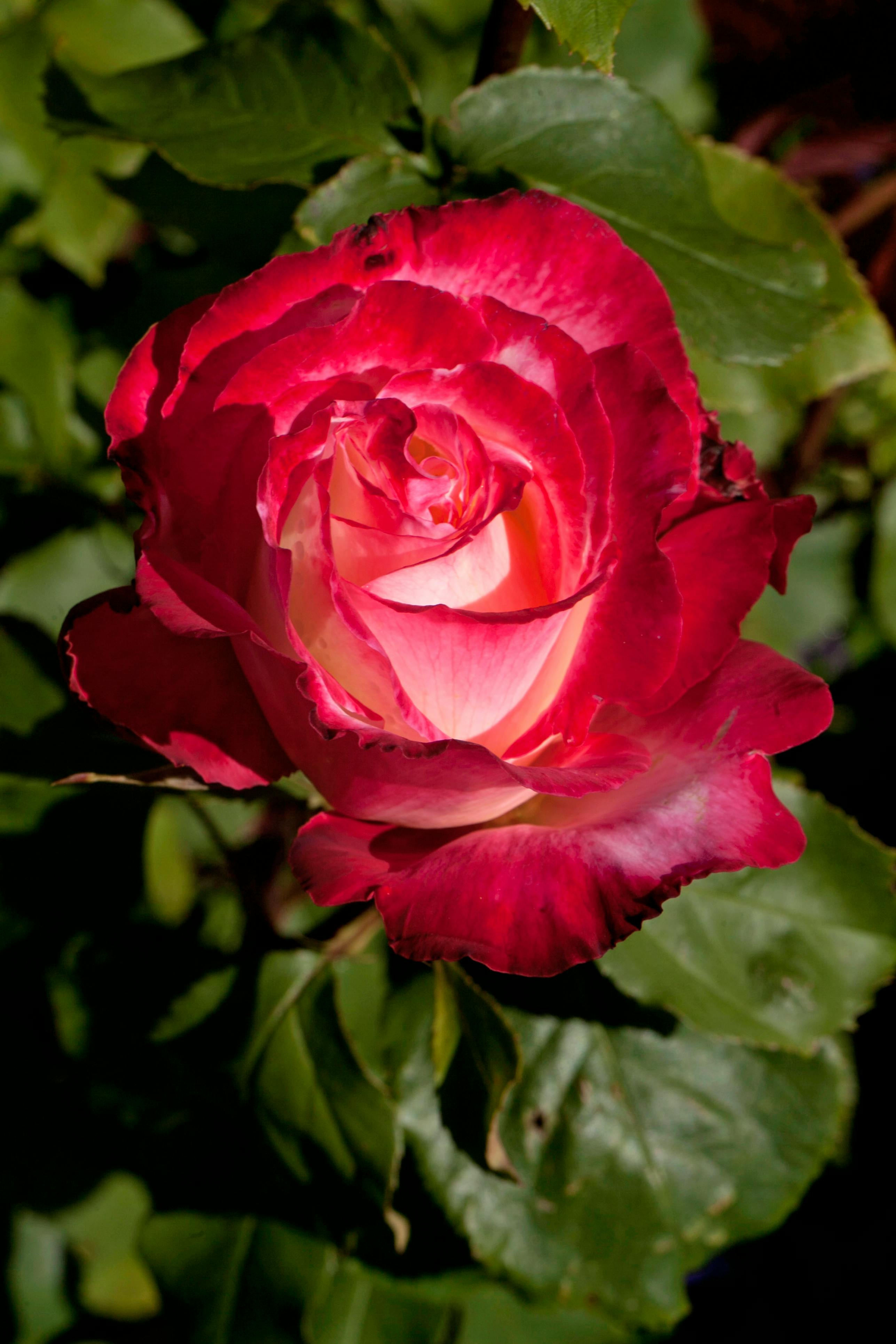 Red Flowers in Close Up Photography · Free Stock Photo