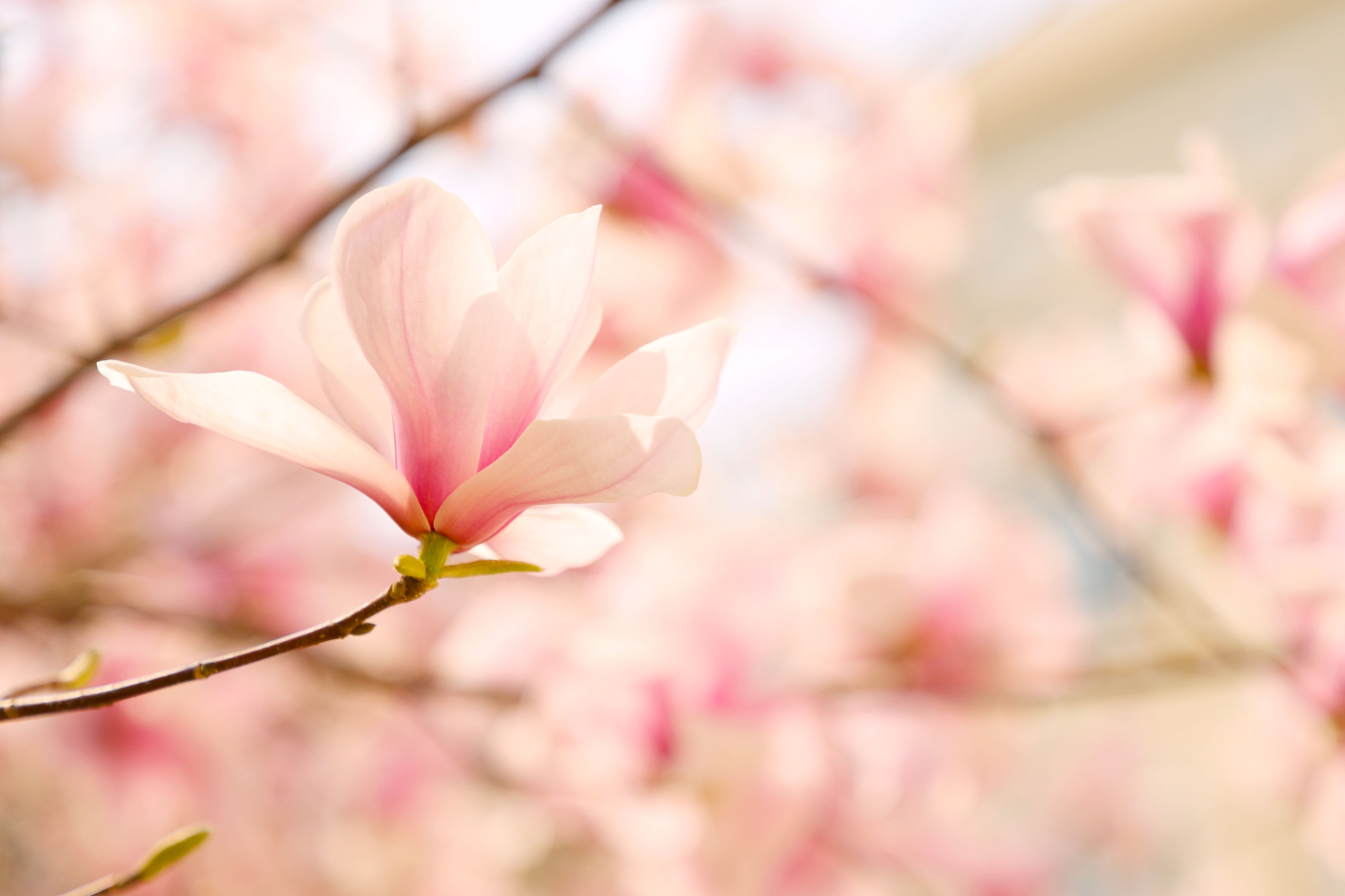 Magnolia Flower in Bloom · Free Stock Photo