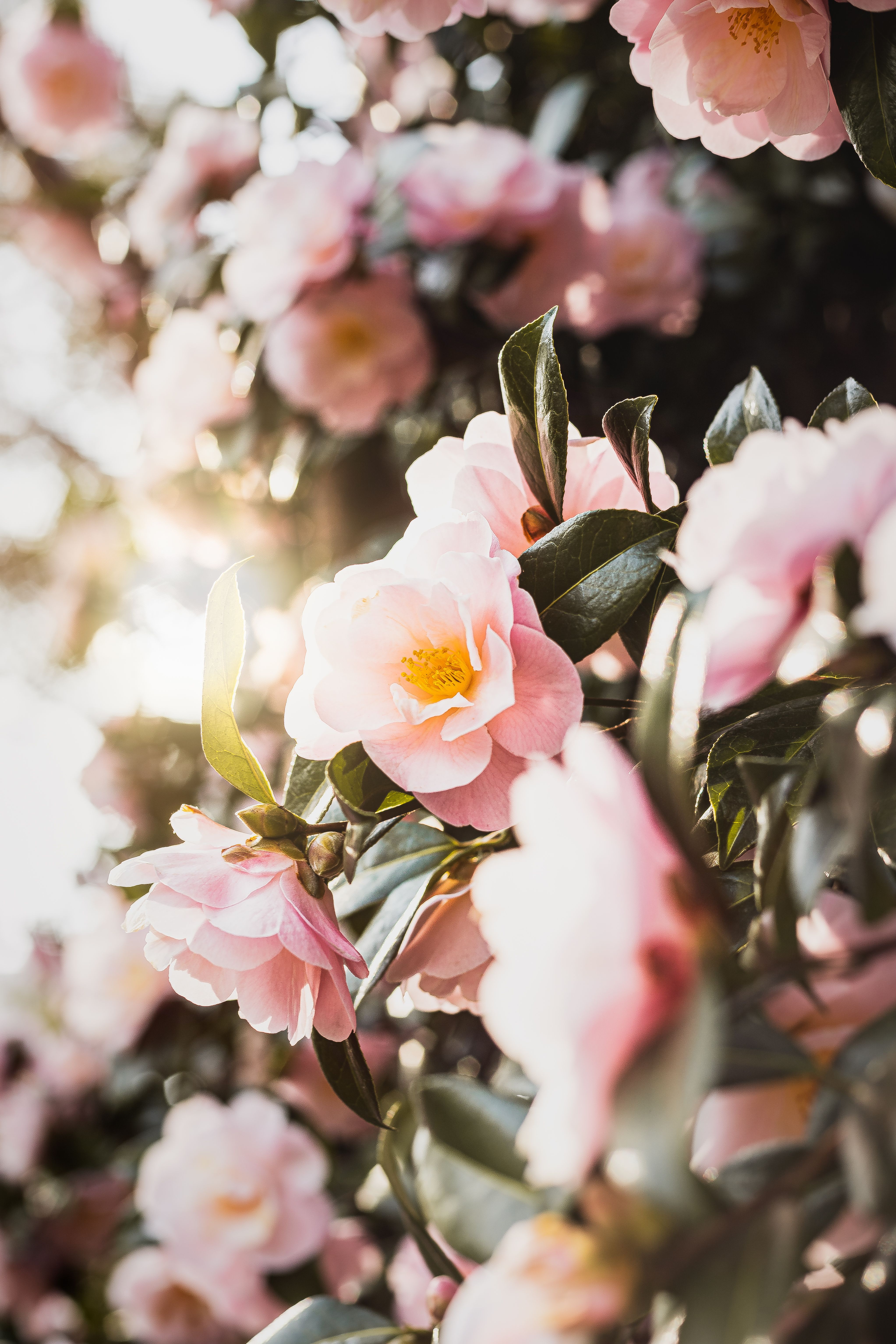 Pink Peony Flowers in Bloom at Daytime · Free Stock Photo