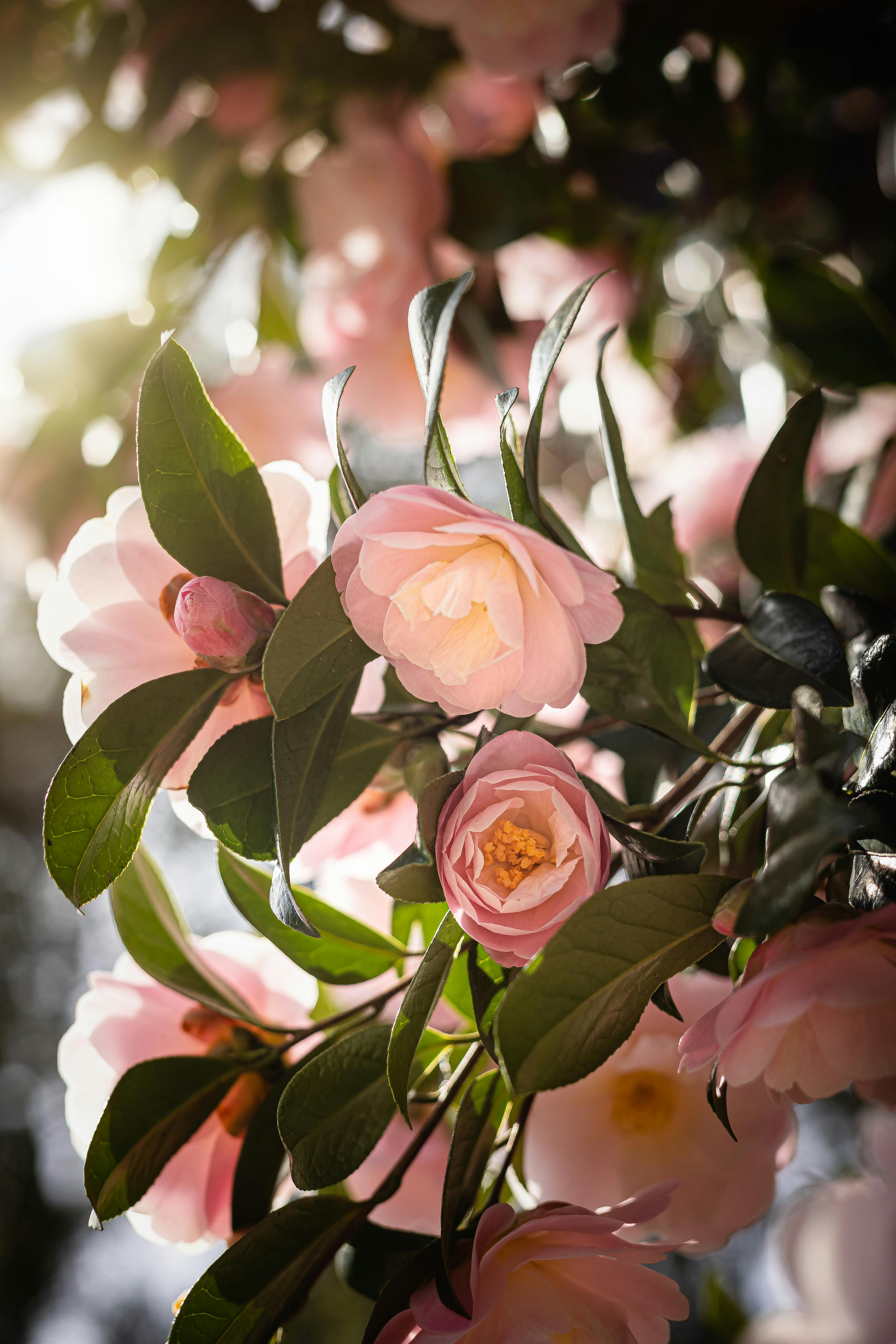 Camellia Flowers in Bloom · Free Stock Photo