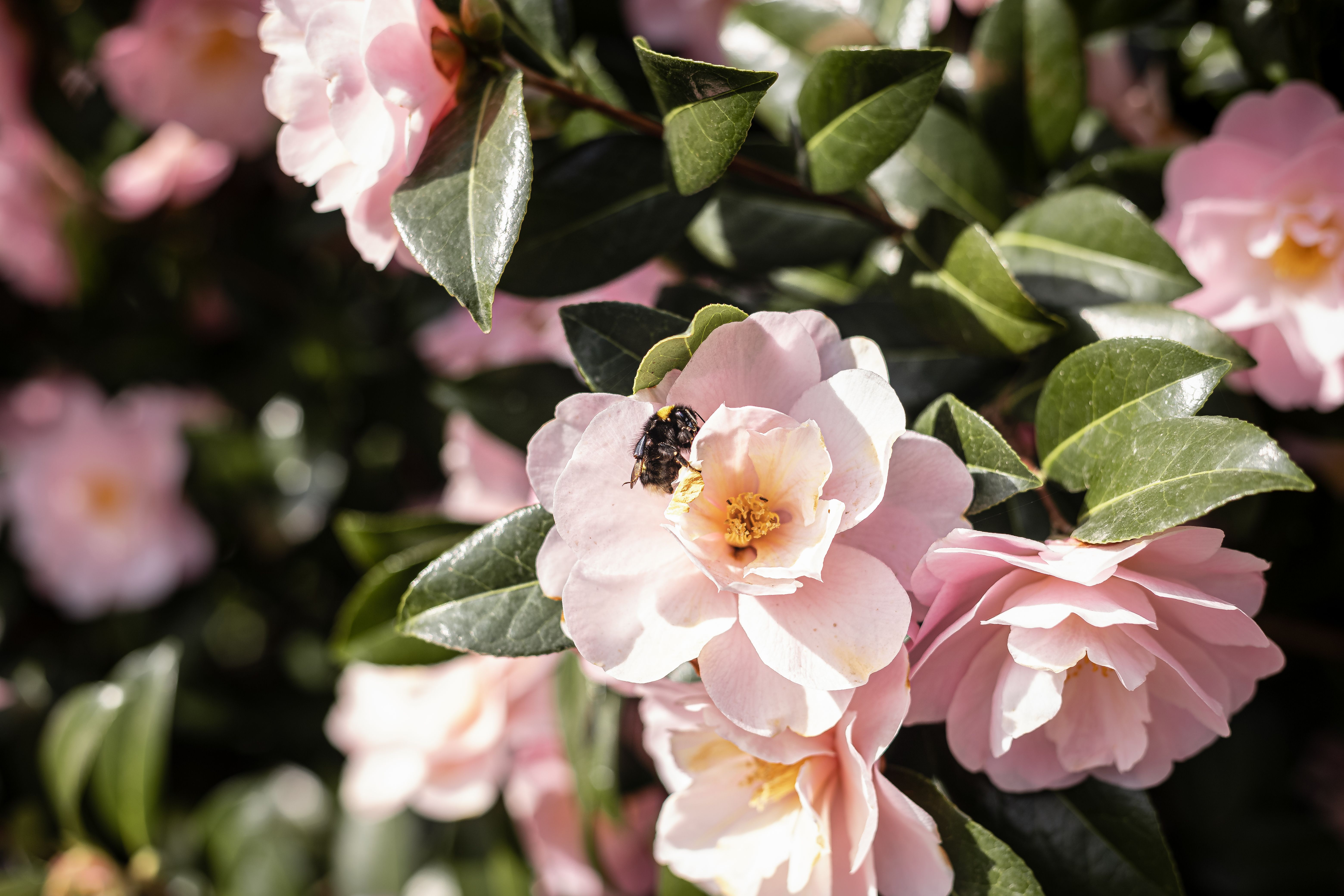 Close Up Shot of a Camellia Flower · Free Stock Photo