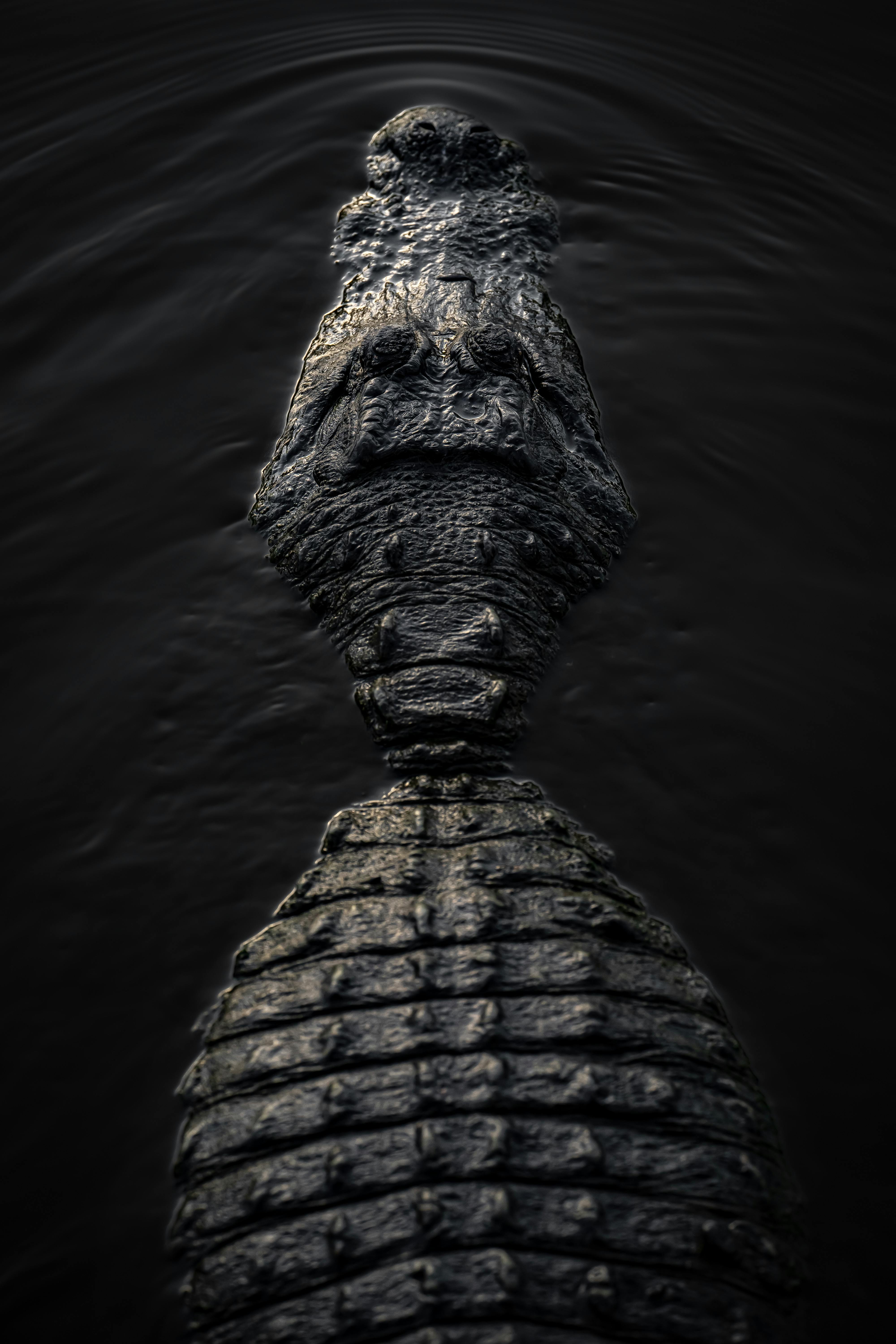 Alligator Floating on Water · Free Stock Photo