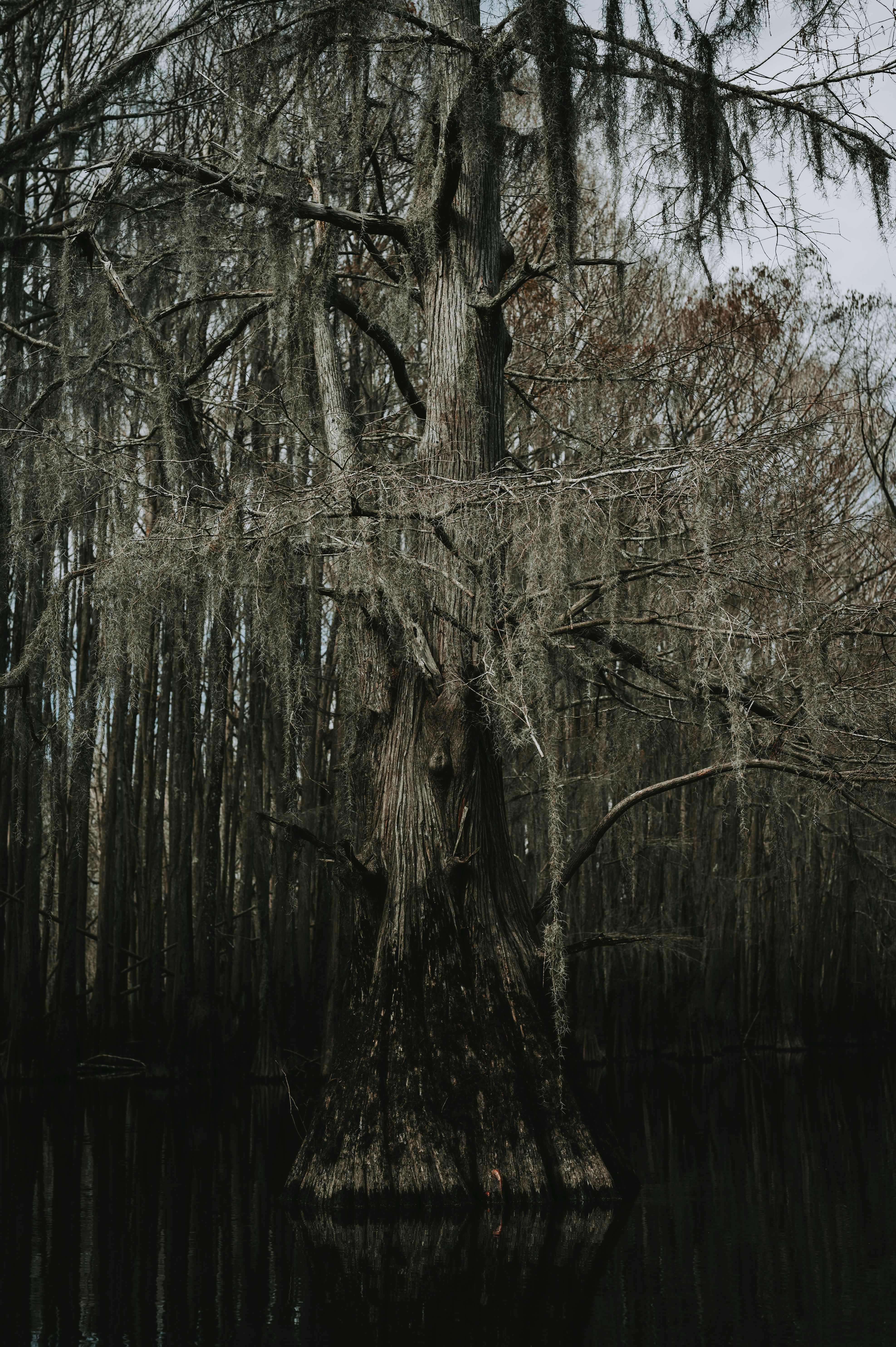 Spooky Swamp Photos, Download The BEST Free Spooky Swamp Stock Photos ...