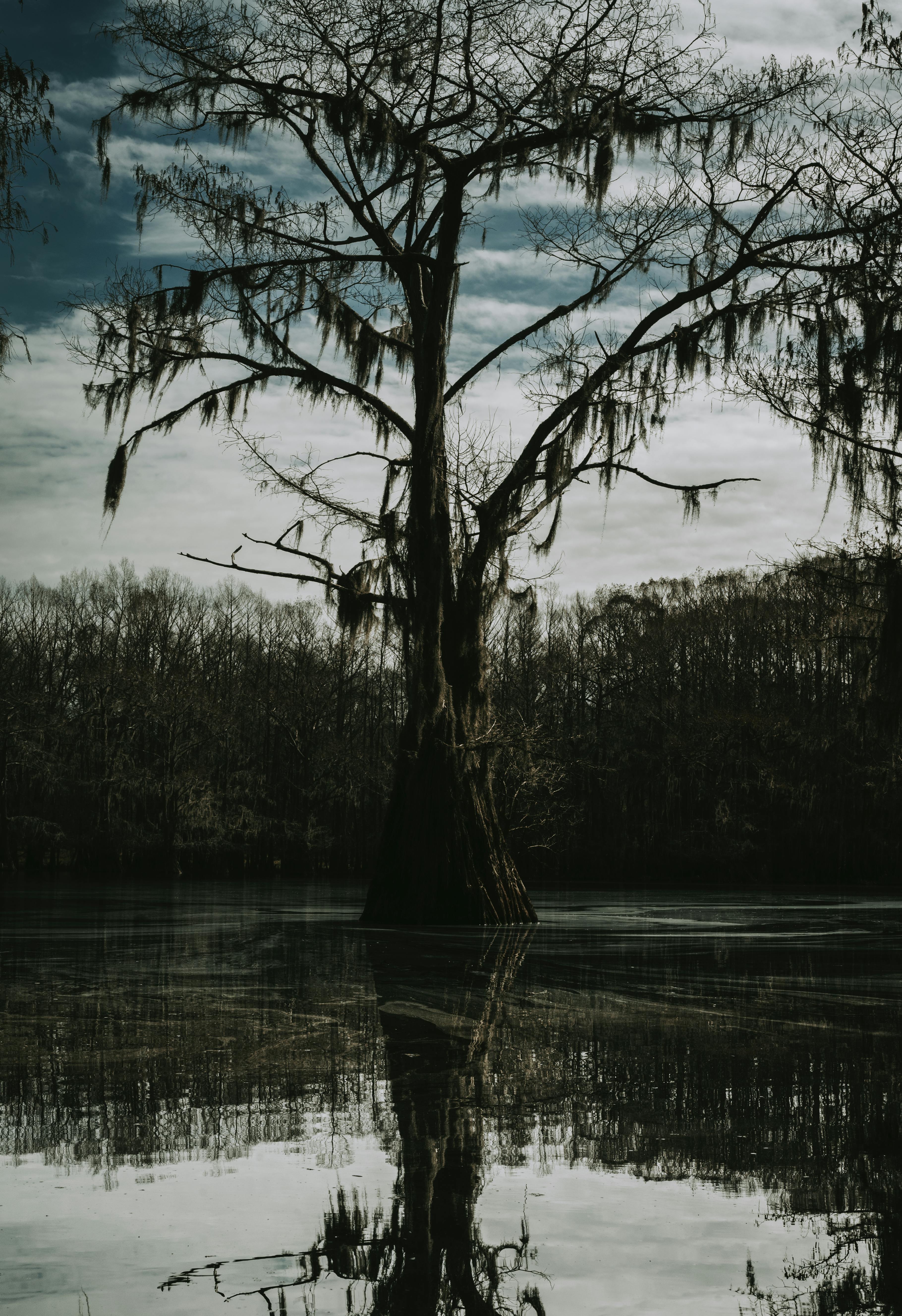 Leafless Tree surrounded with Body of Water · Free Stock Photo