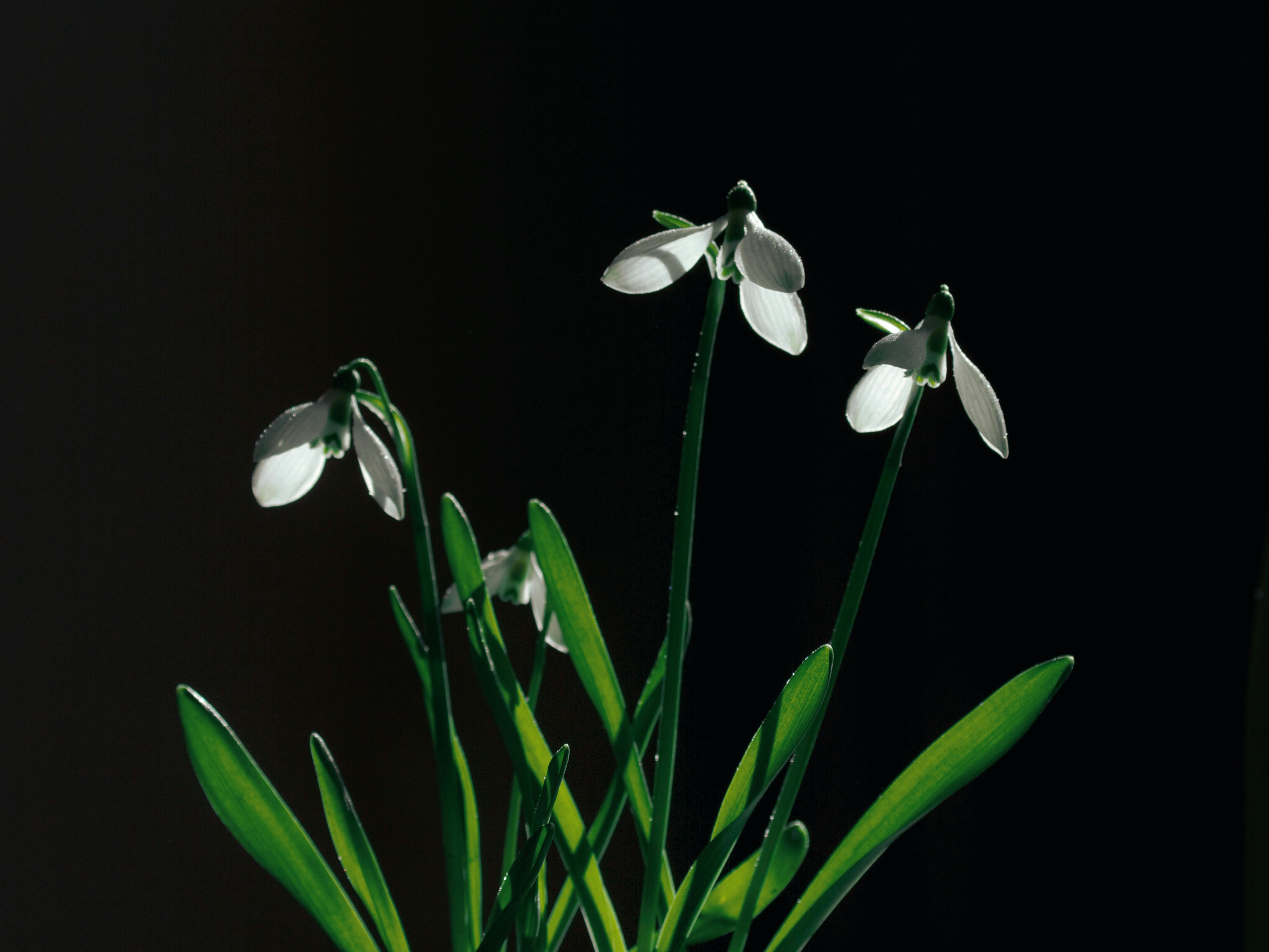 White Snowdrop Flowers · Free Stock Photo