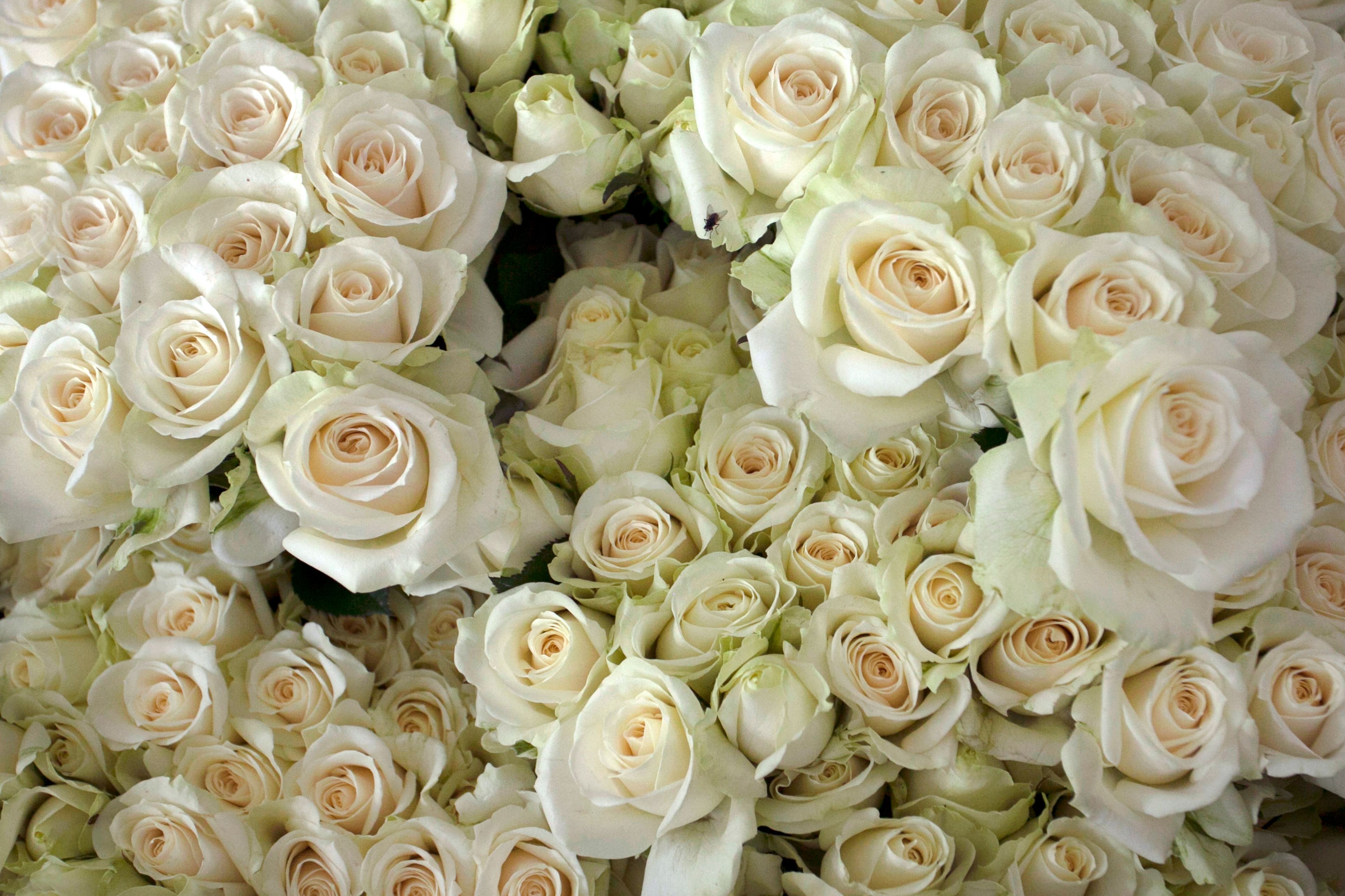 Close-up of White Roses · Free Stock Photo