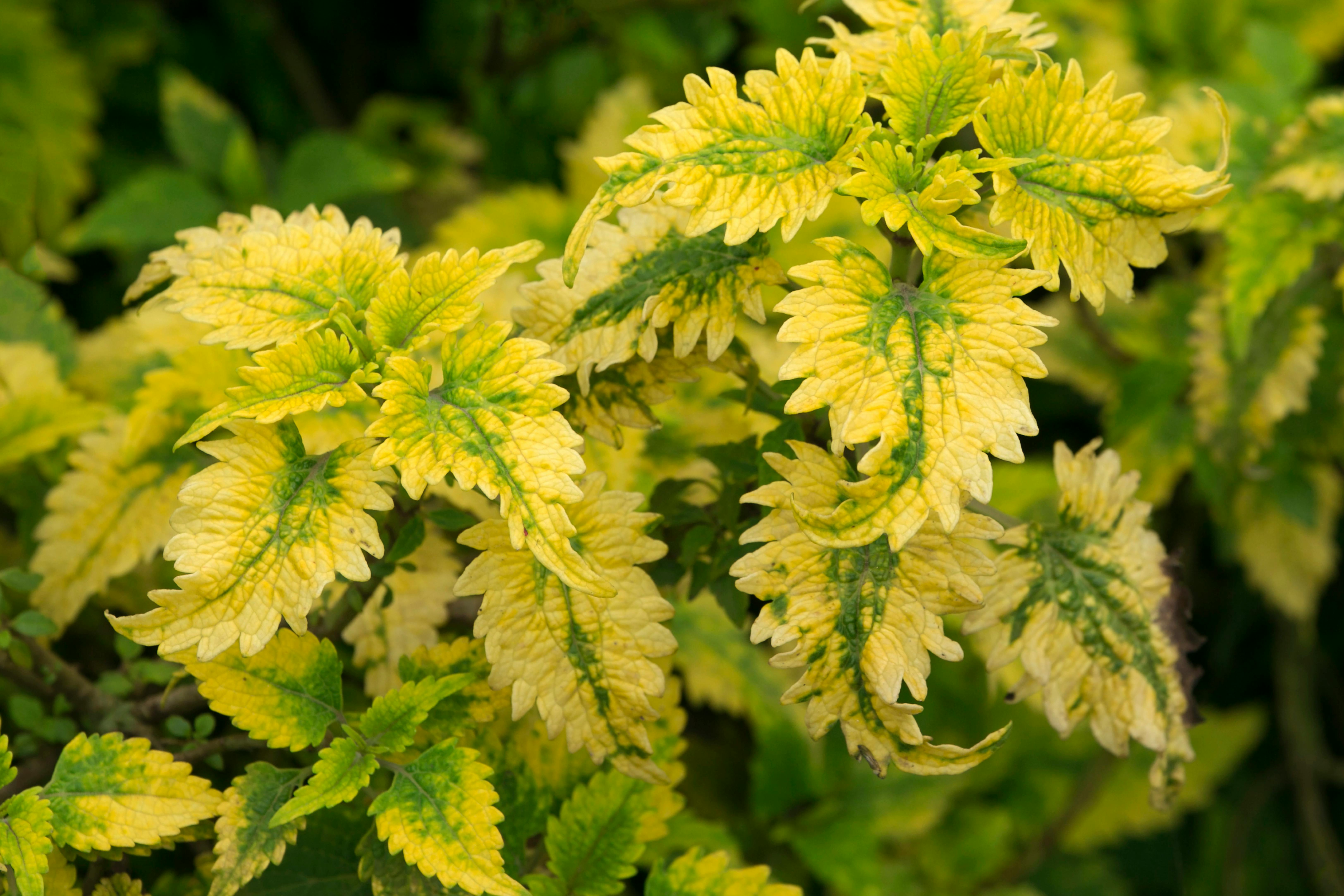 Yellow Leaves of a Coleus Plant · Free Stock Photo