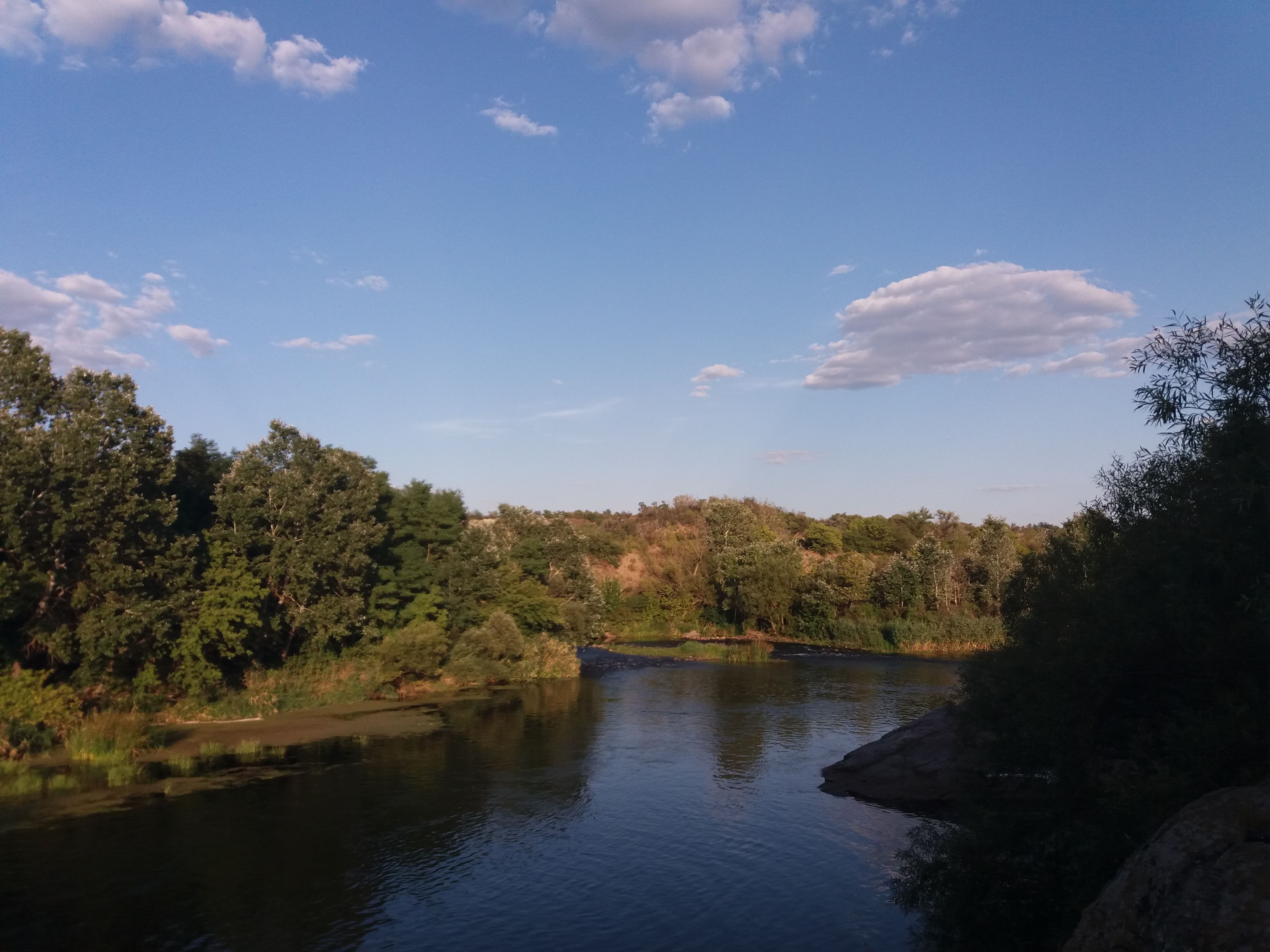 Rows of Shrubs Along River Bank · Free Stock Photo