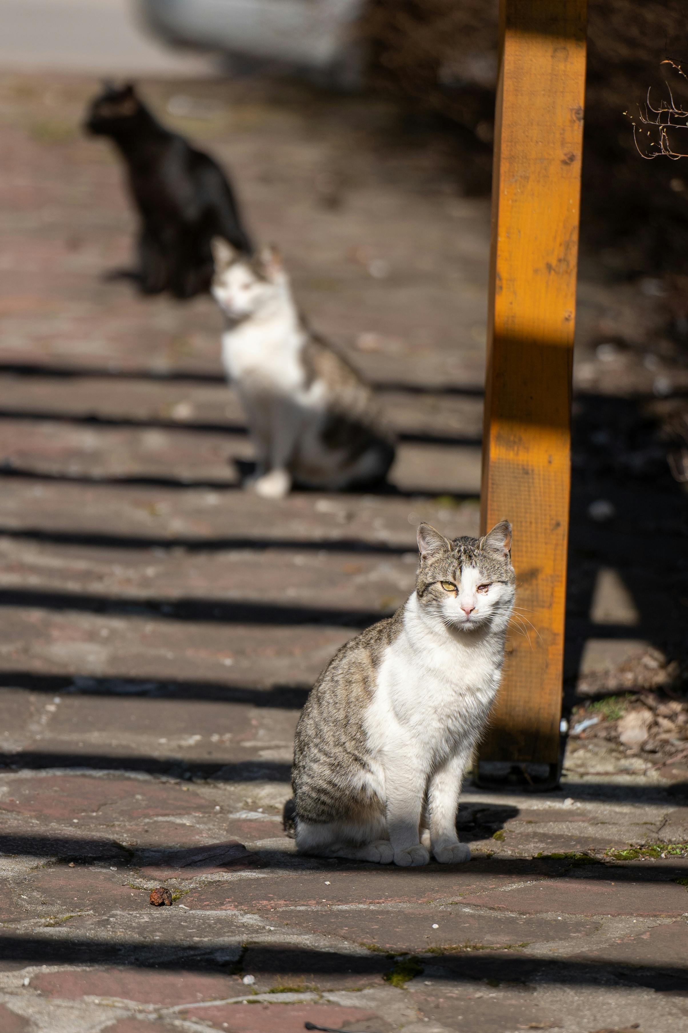 Photo of a Cyprus Cat · Free Stock Photo