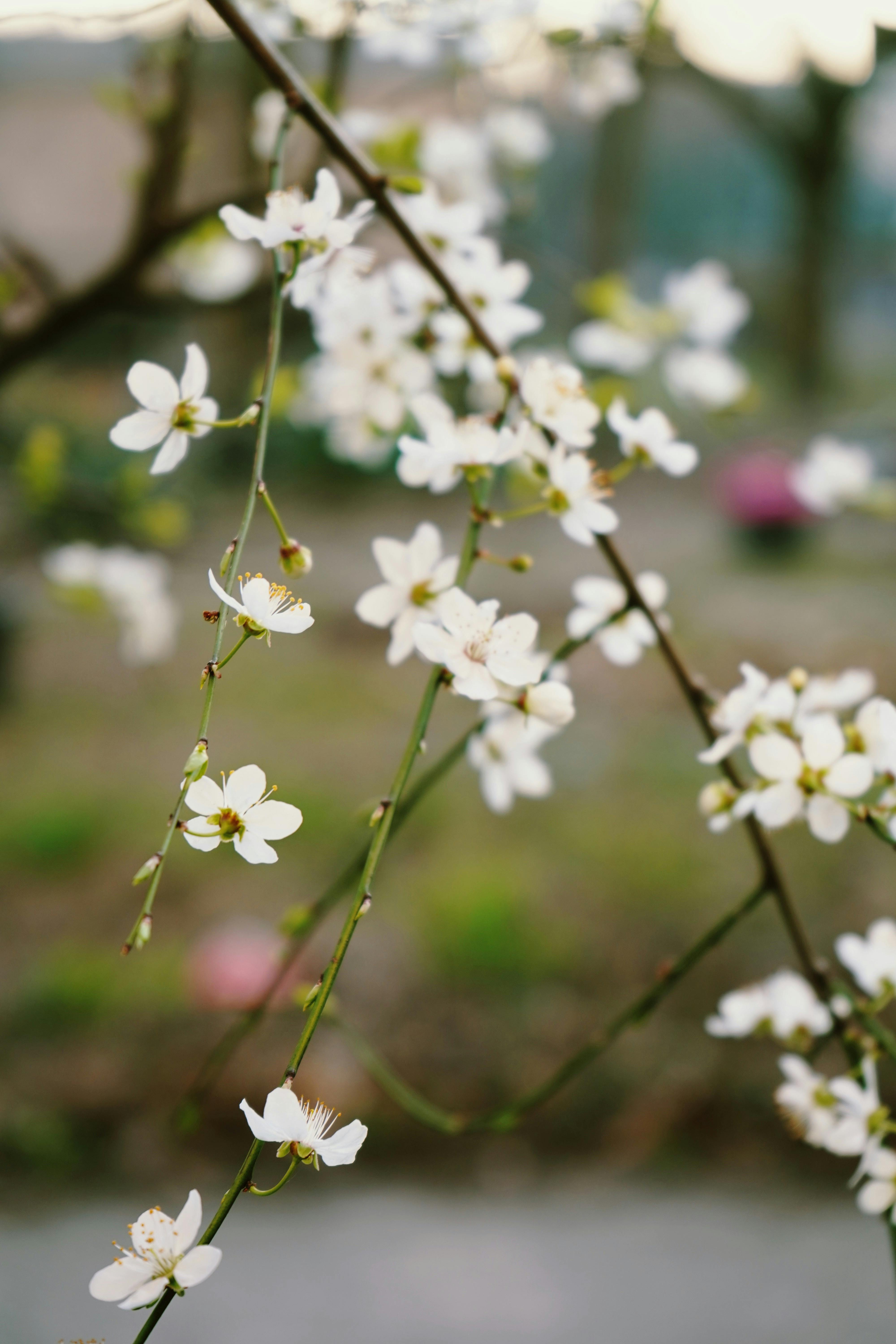 White Flowers on Branches · Free Stock Photo