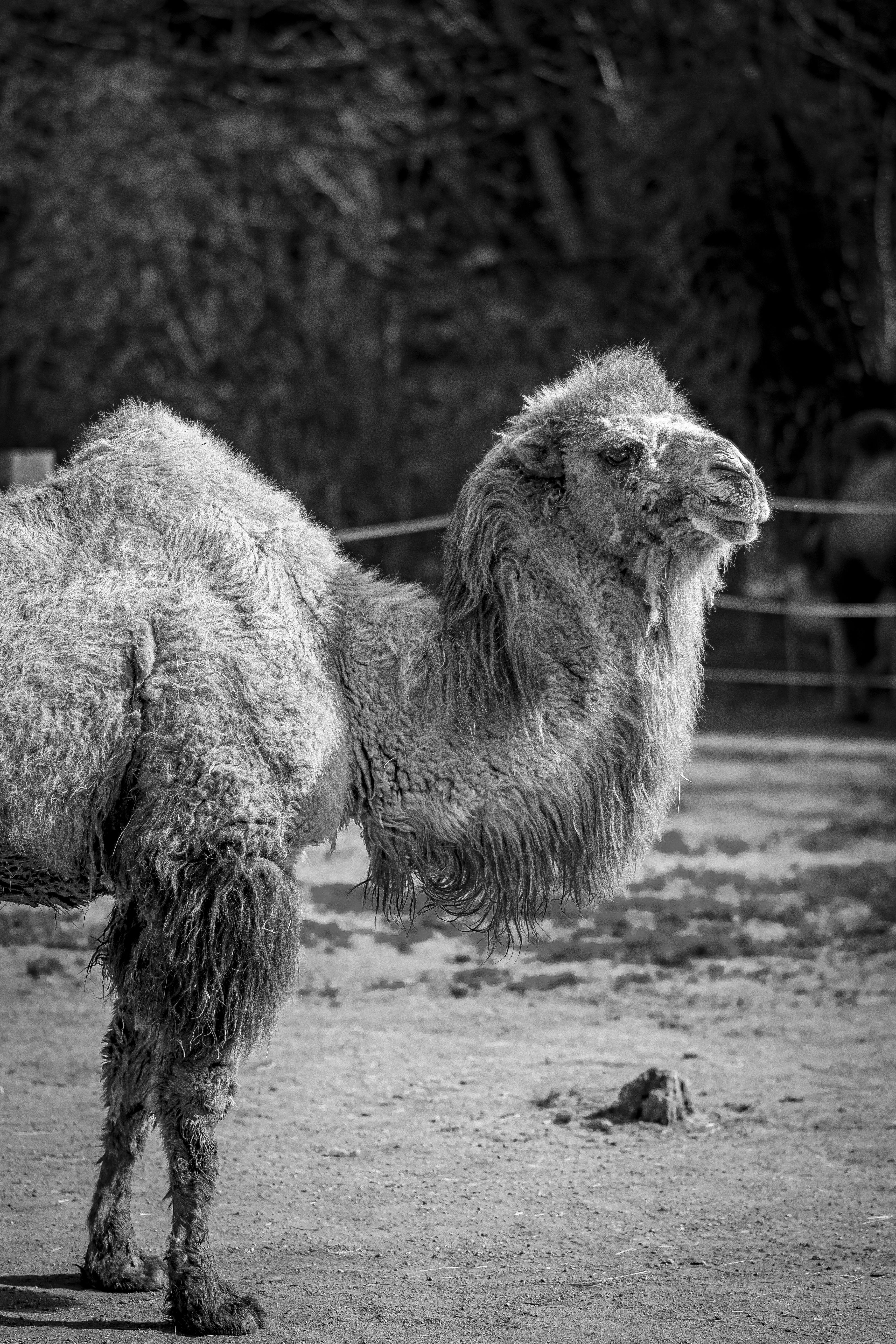 Grayscale Photo of Bactrian Camel · Free Stock Photo