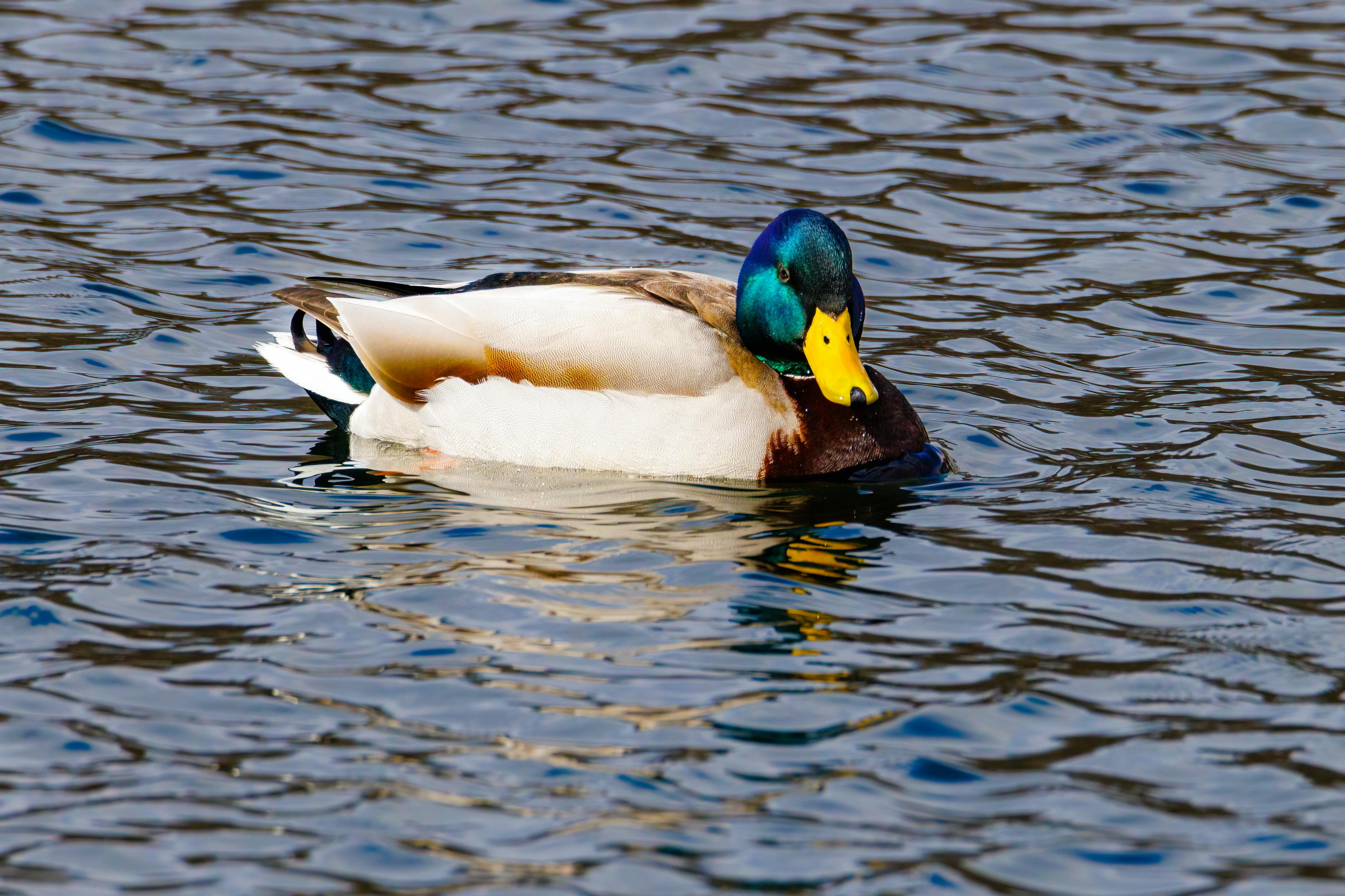A Mallard Duck in the Swamp · Free Stock Photo