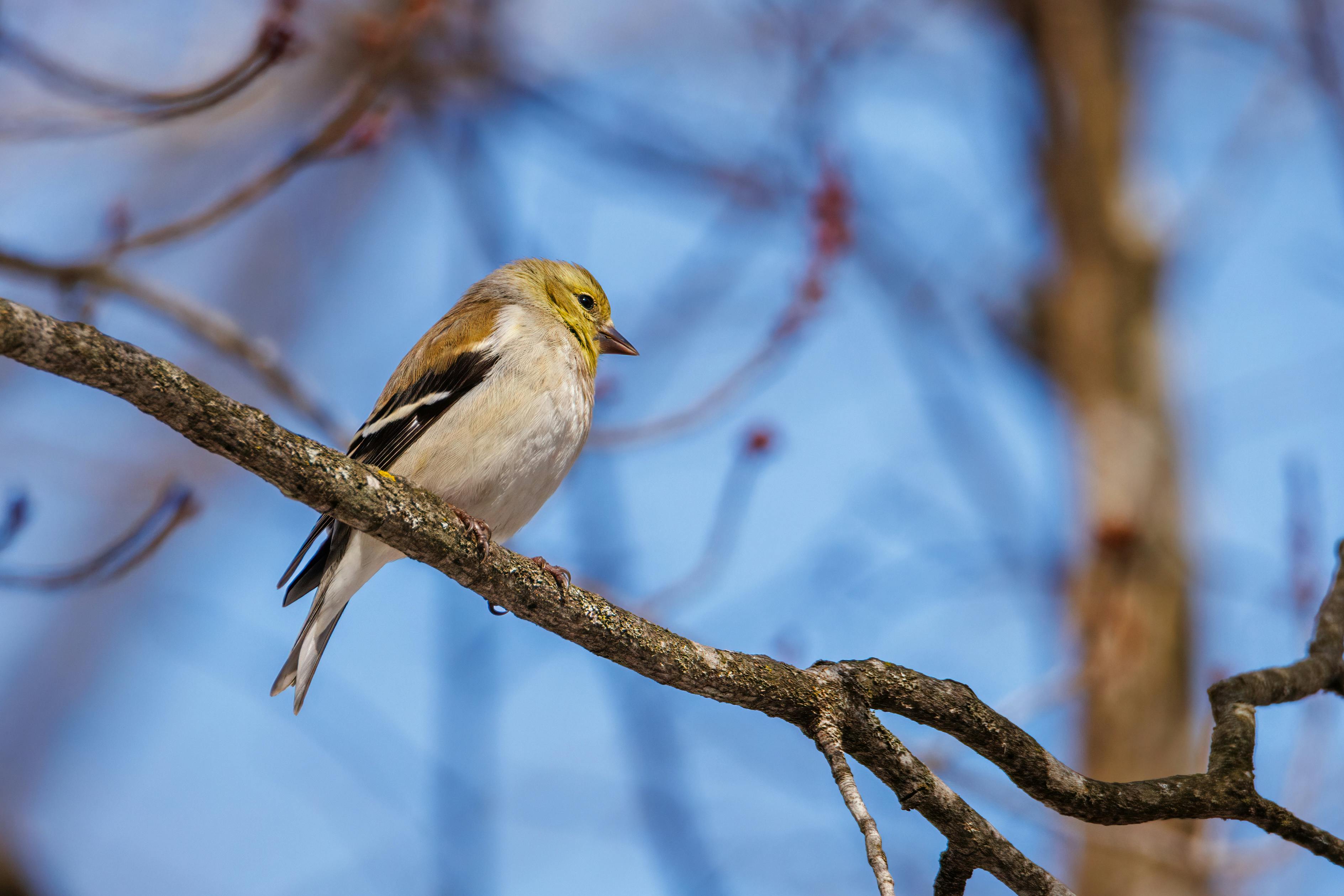 A Close-Up Shot of an American Goldfinch Perched on a Tree Branch ...