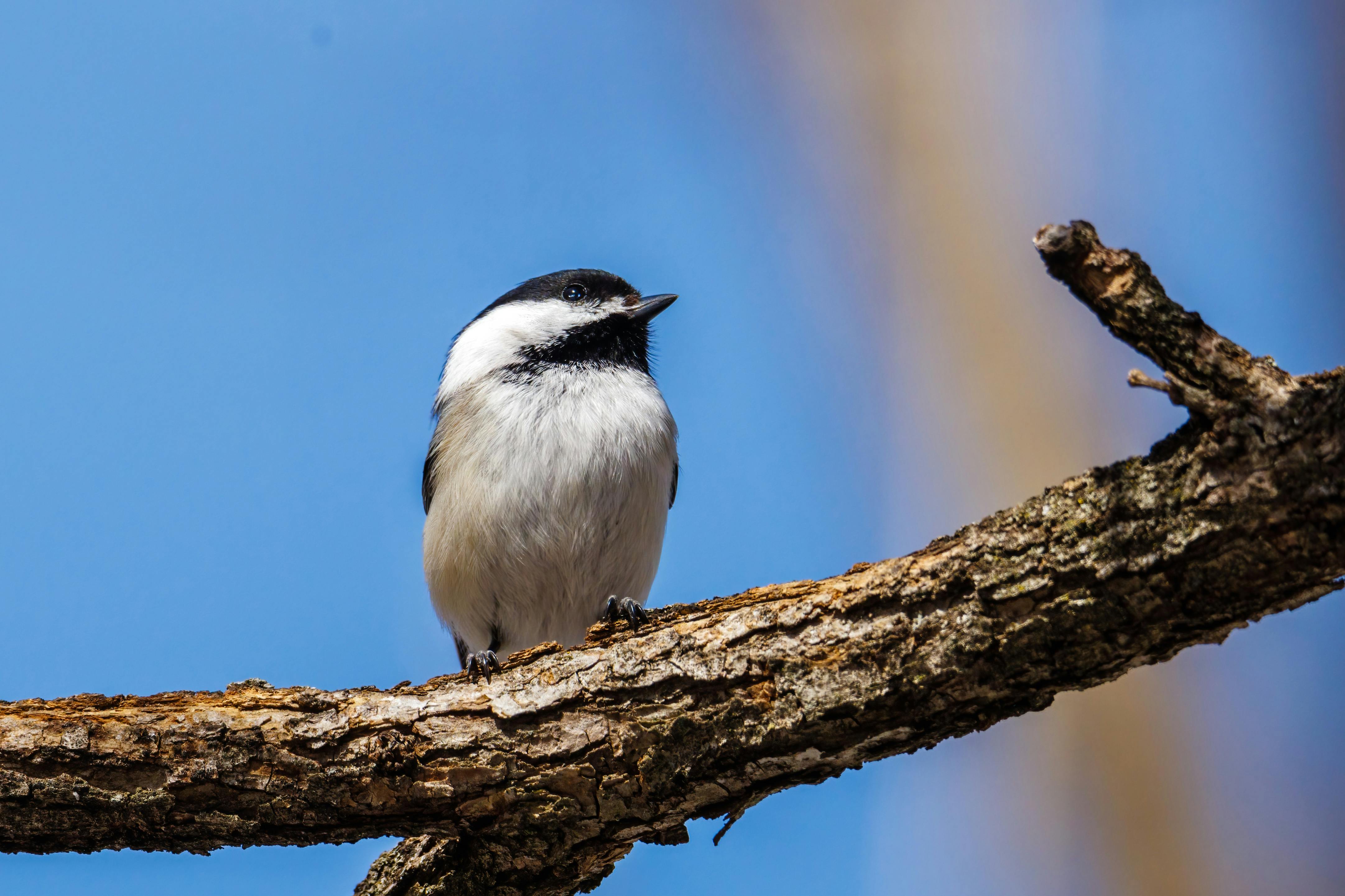 40+ Best Chickadee Photos · 100% Free Download · Pexels Stock Photos