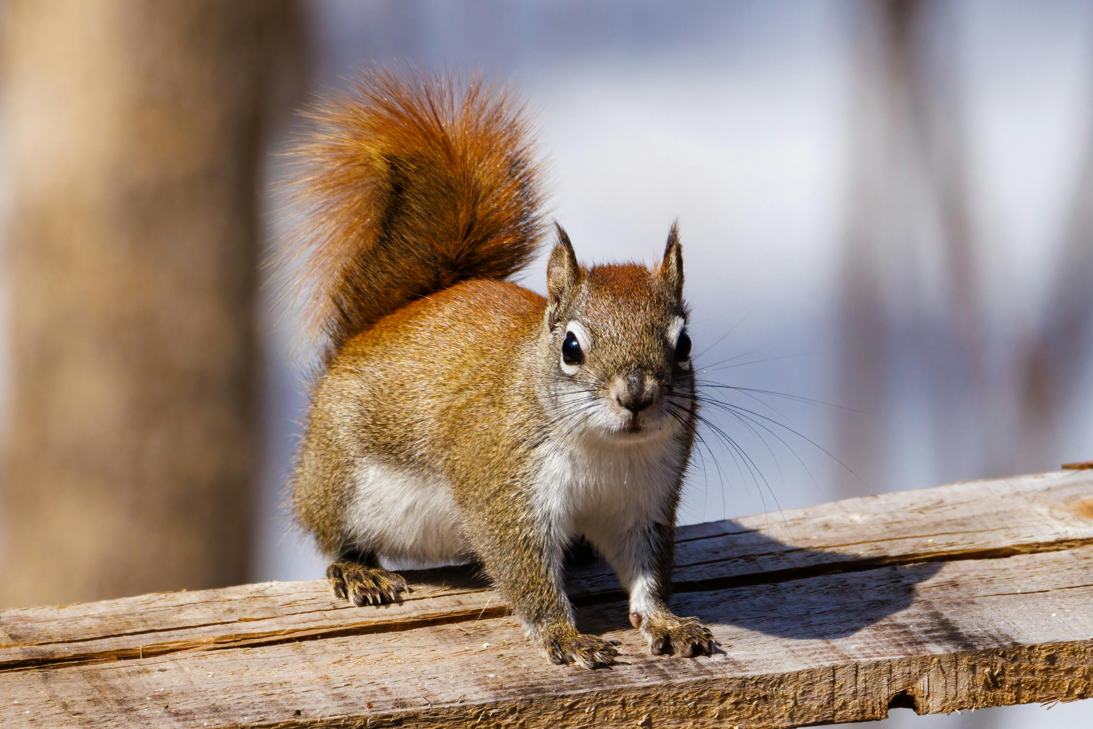 A Red Squirrel on a Plank of Wood · Free Stock Photo