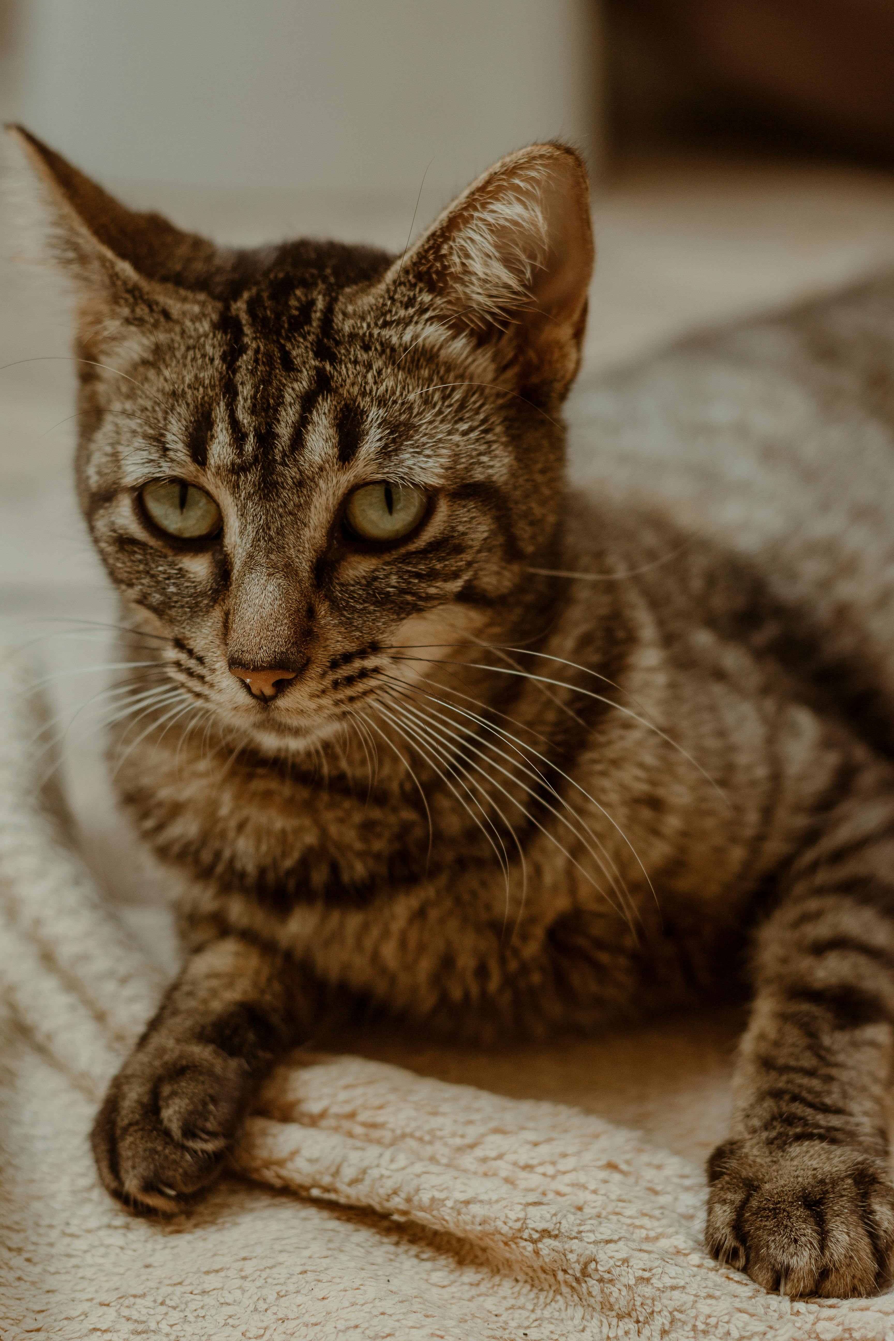 13,059+ Best Free Tabby cat Stock Photos & Images · 100% Royalty-Free ...