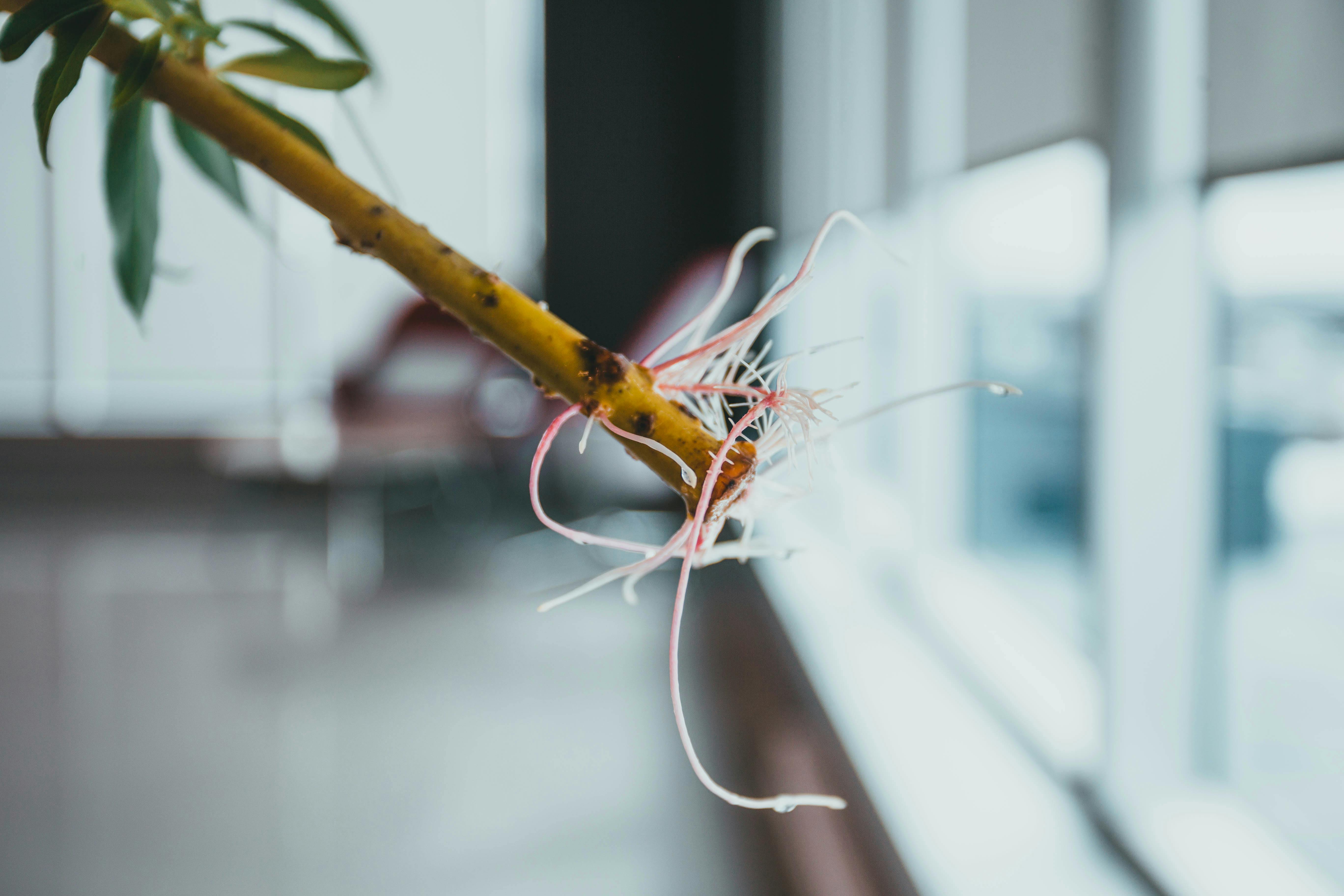 Close-Up Shot of a Plant Roots · Free Stock Photo