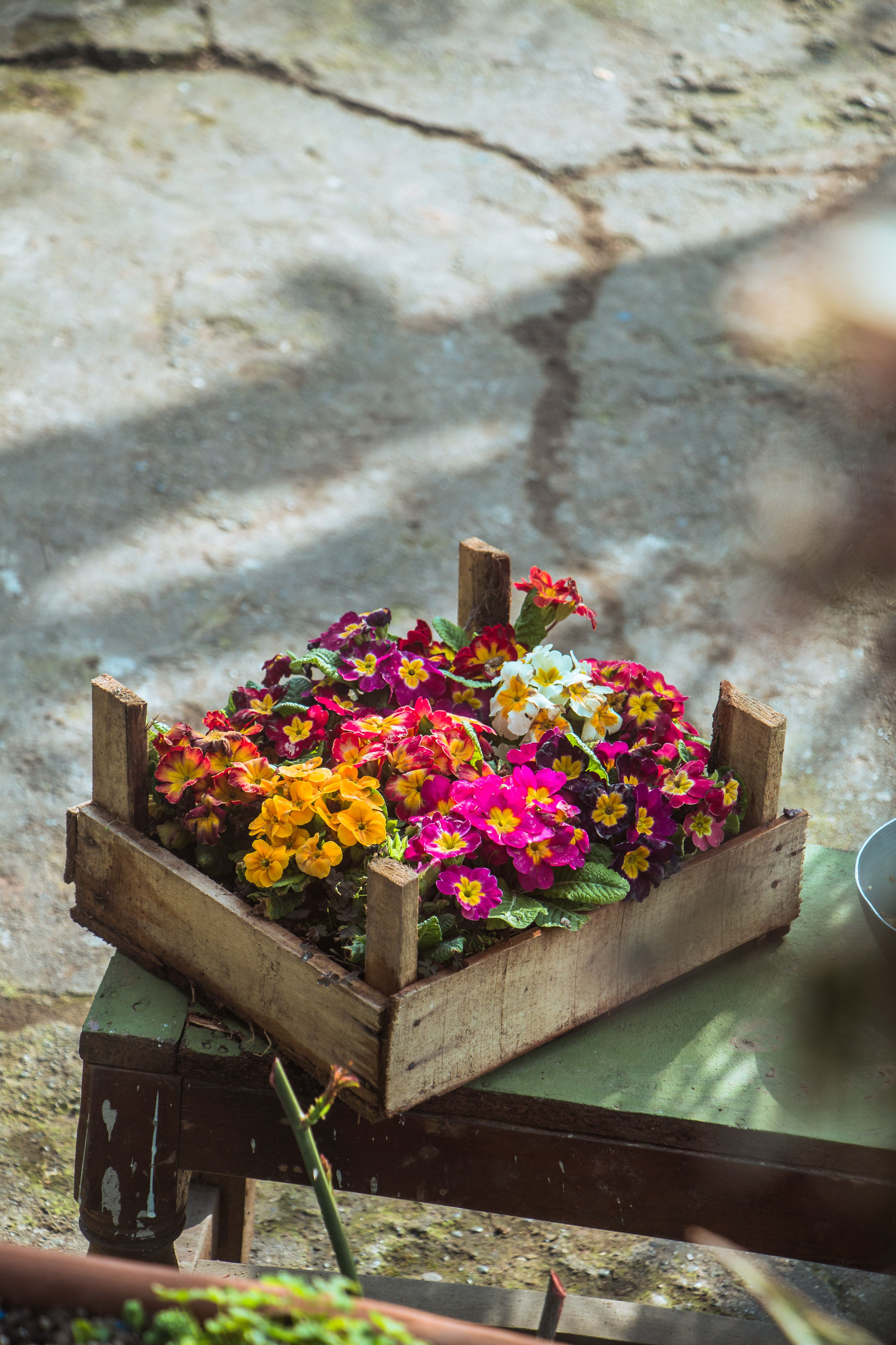 Flowers in Pots Organized In Wooden Box · Free Stock Photo