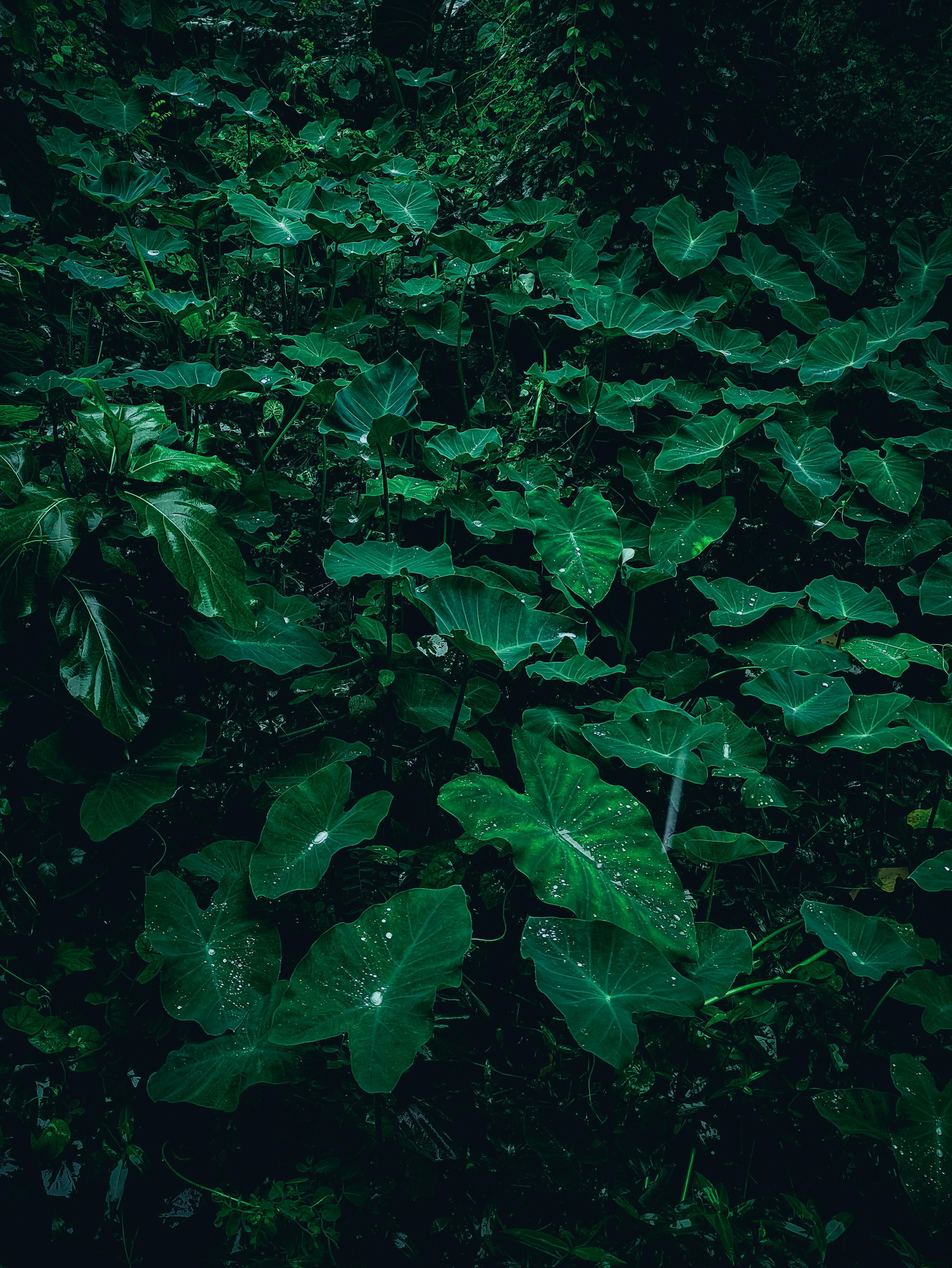 24+ Best Free Rainfall Stock Photos & Images · 100% Royalty-Free HD ...