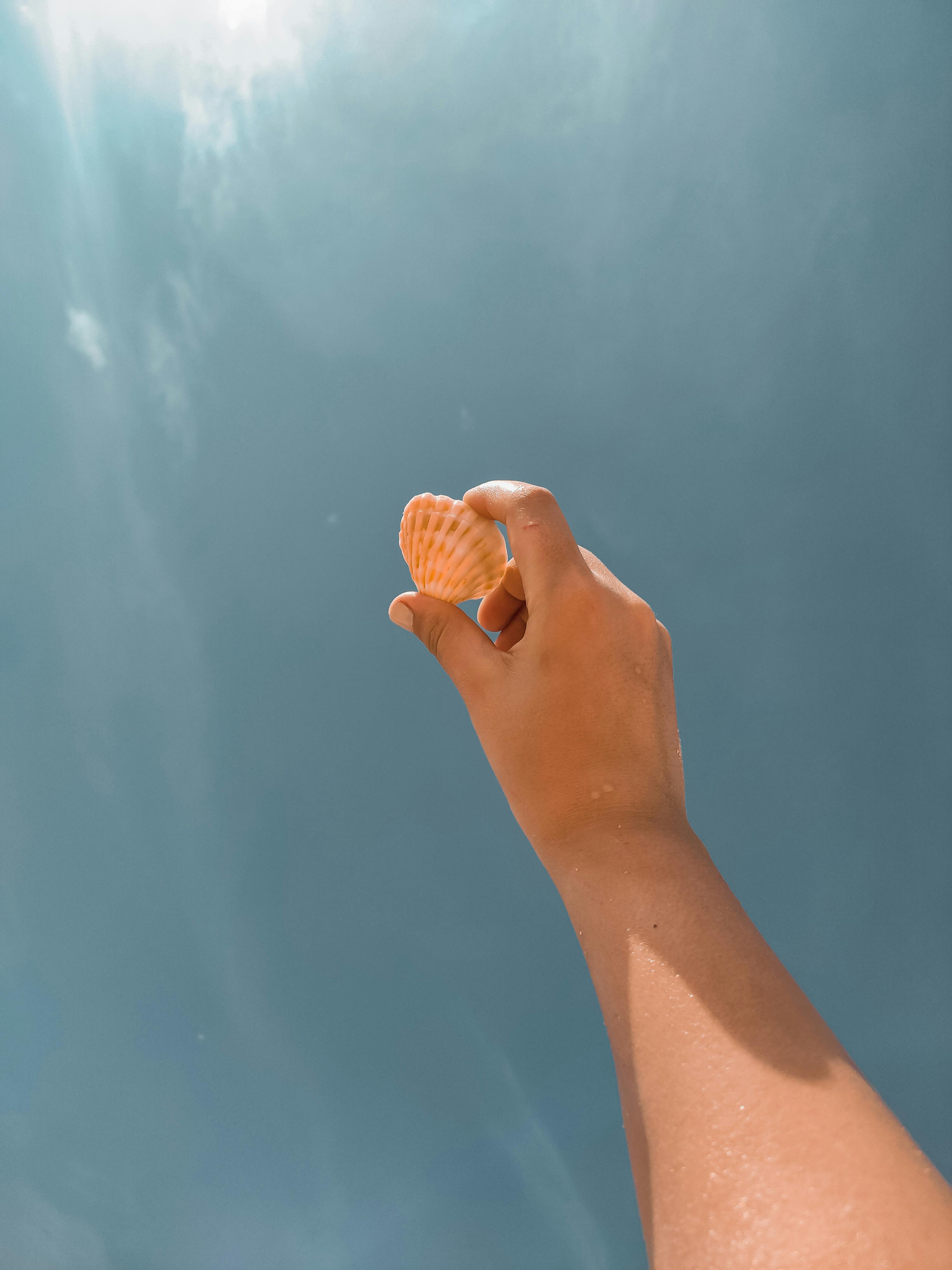 A Person Holding a Seashell · Free Stock Photo