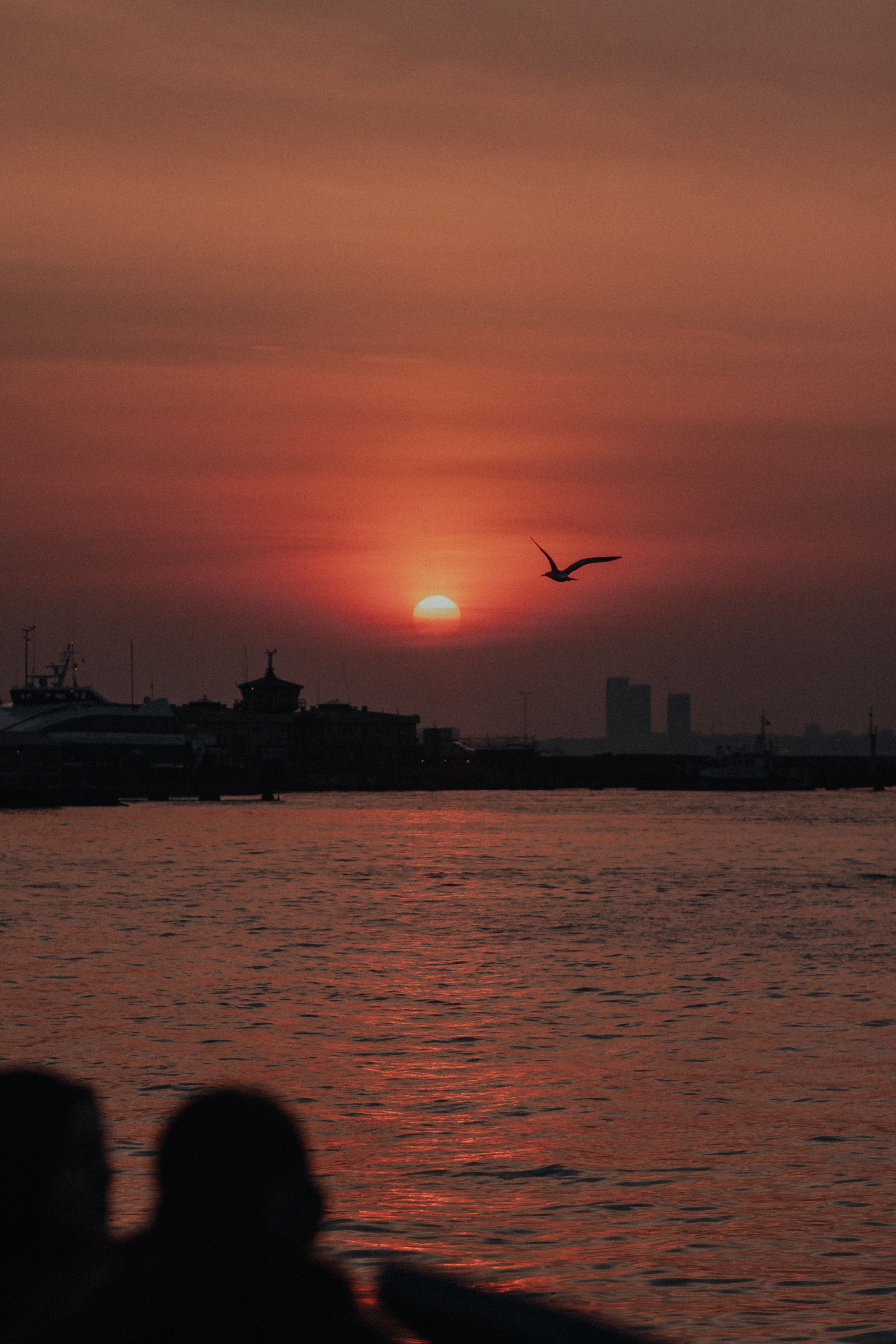 Bird Flying over a Body of Water at Sunset · Free Stock Photo