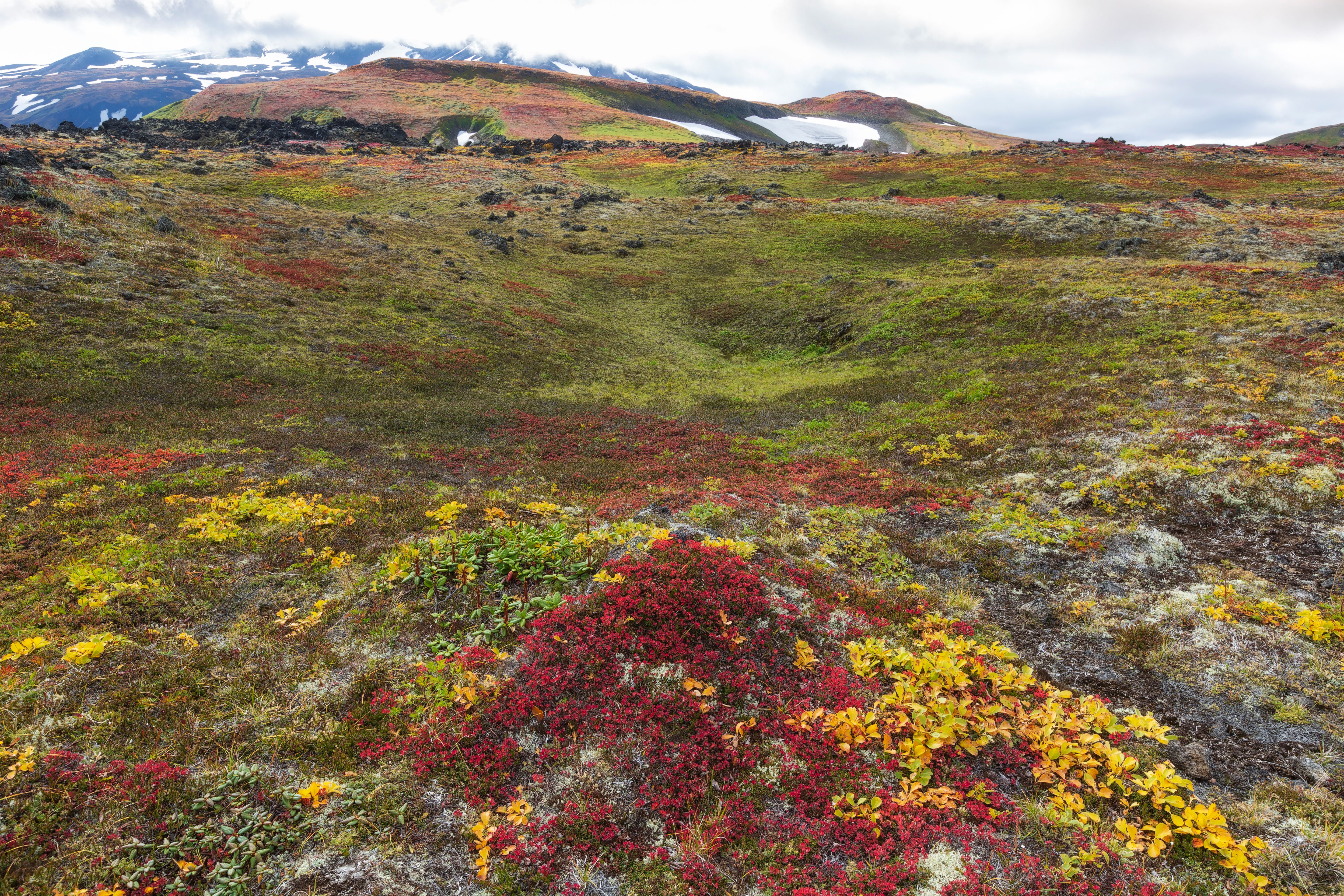 Flowers on a Terrain · Free Stock Photo
