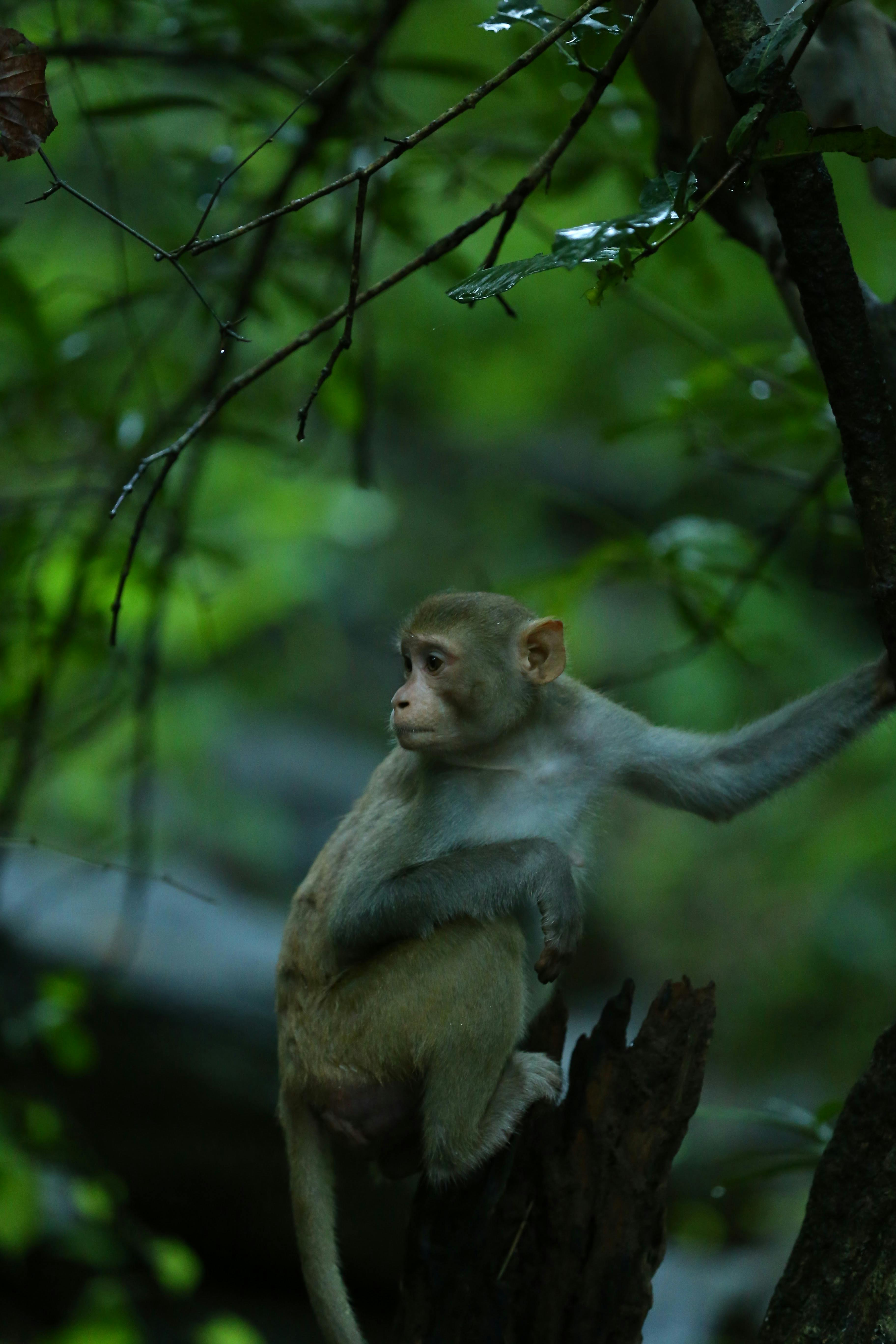 Photo of a Baby Monkey · Free Stock Photo
